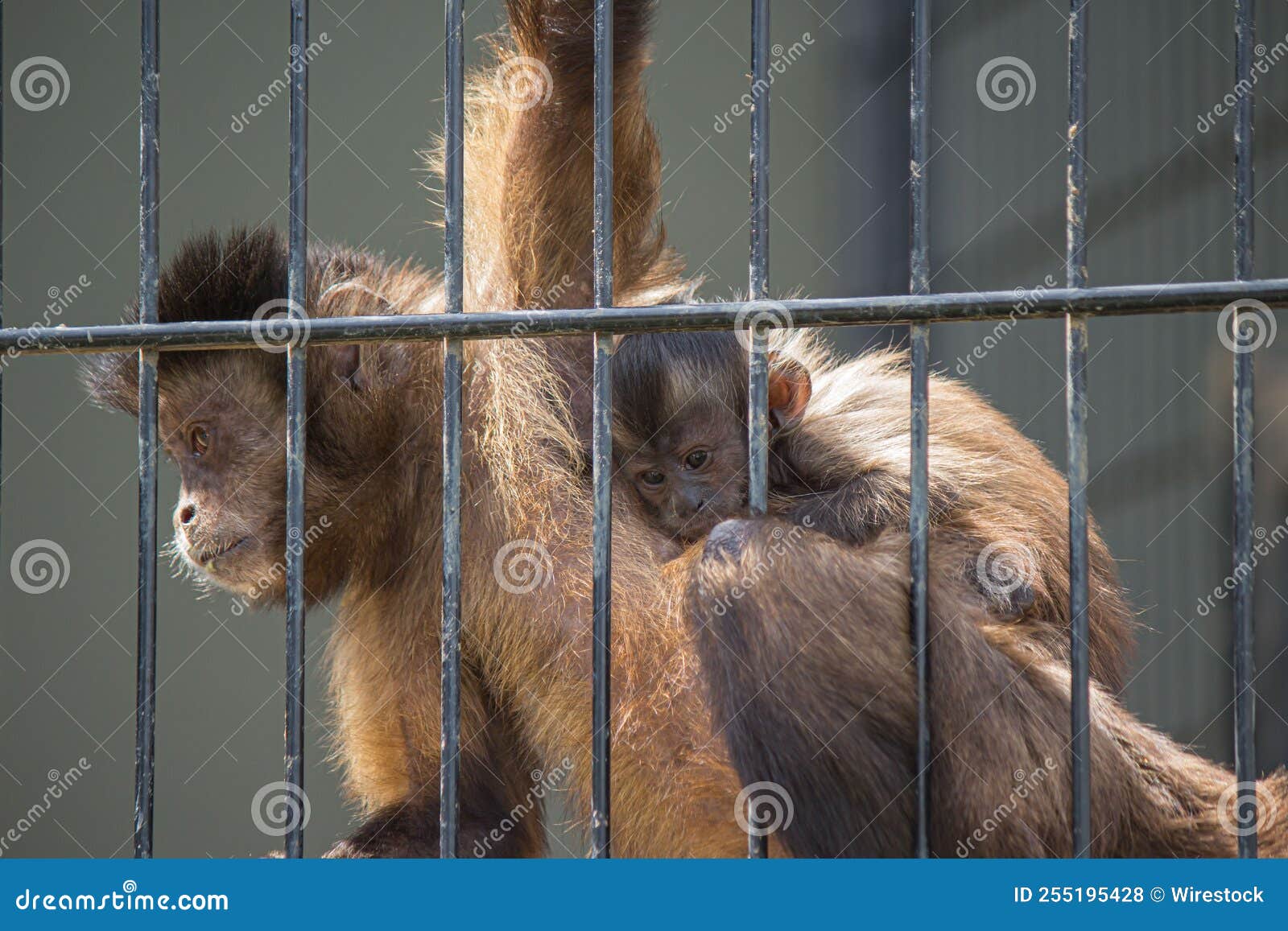 View of a Monkey with Its Baby in the Cage Stock Photo - Image of fauna ...