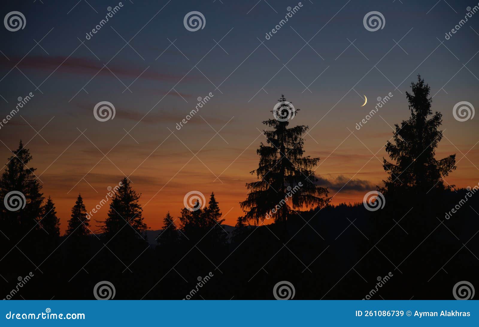 View of Moon in Blue Hour after Sunset with Pine Tree Silhouette Stock ...