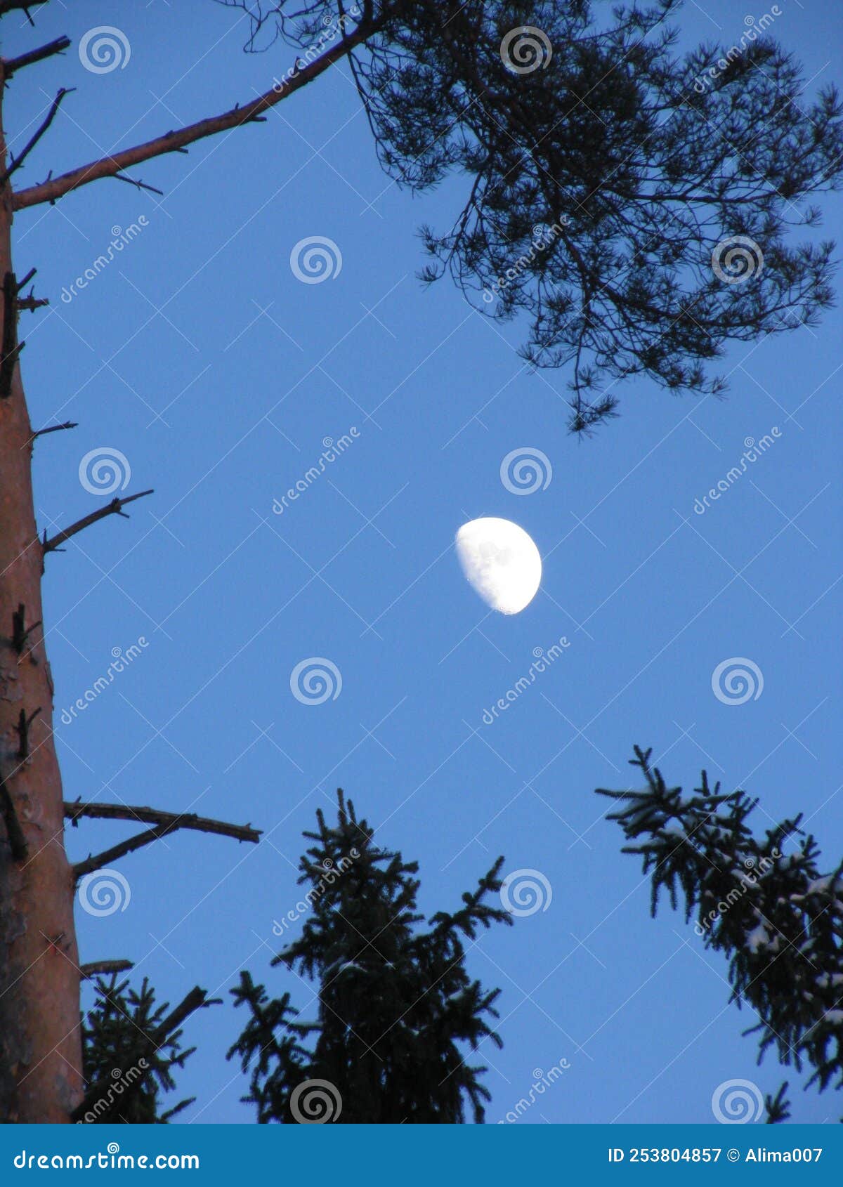 View of the Moon through the Forest Stock Image - Image of view, hiking ...