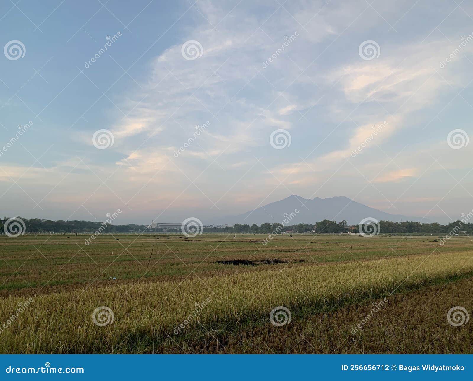 View in the morning stock photo. Image of steppe, tree - 256656712