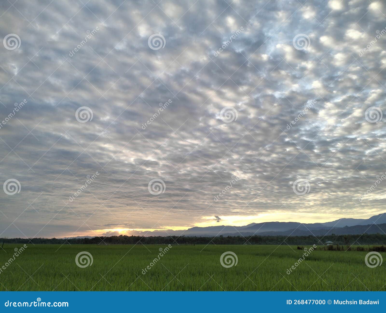 The View of the Morning Sun in the Rice Fields Stock Photo - Image of ...