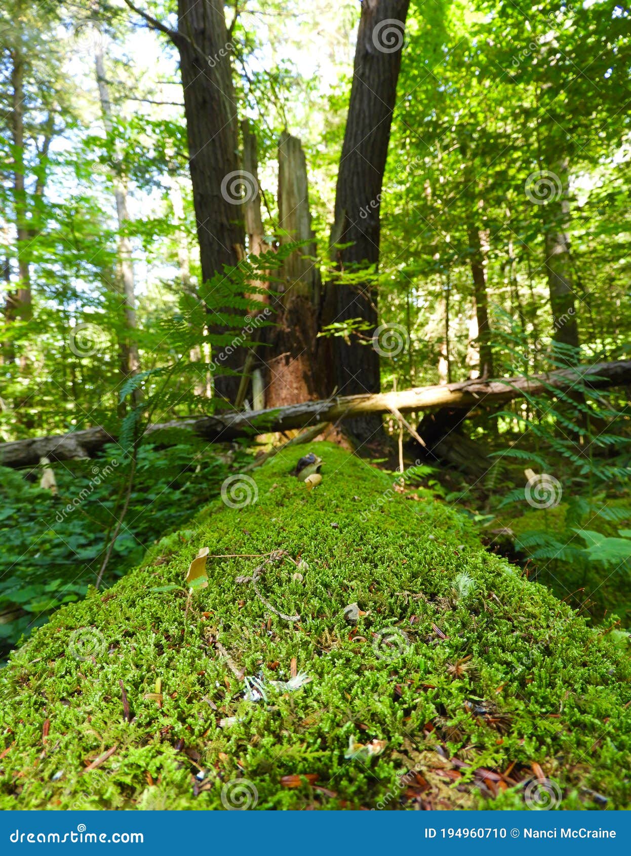 View from Moss Covered Log in FingerLakes Forest Stock Photo - Image of ...