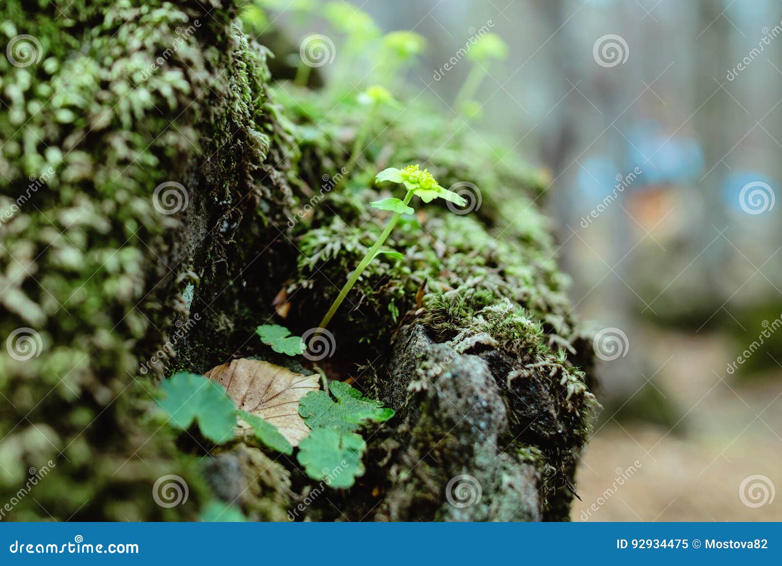 View of moss in the forest stock image. Image of outdoor - 92934475