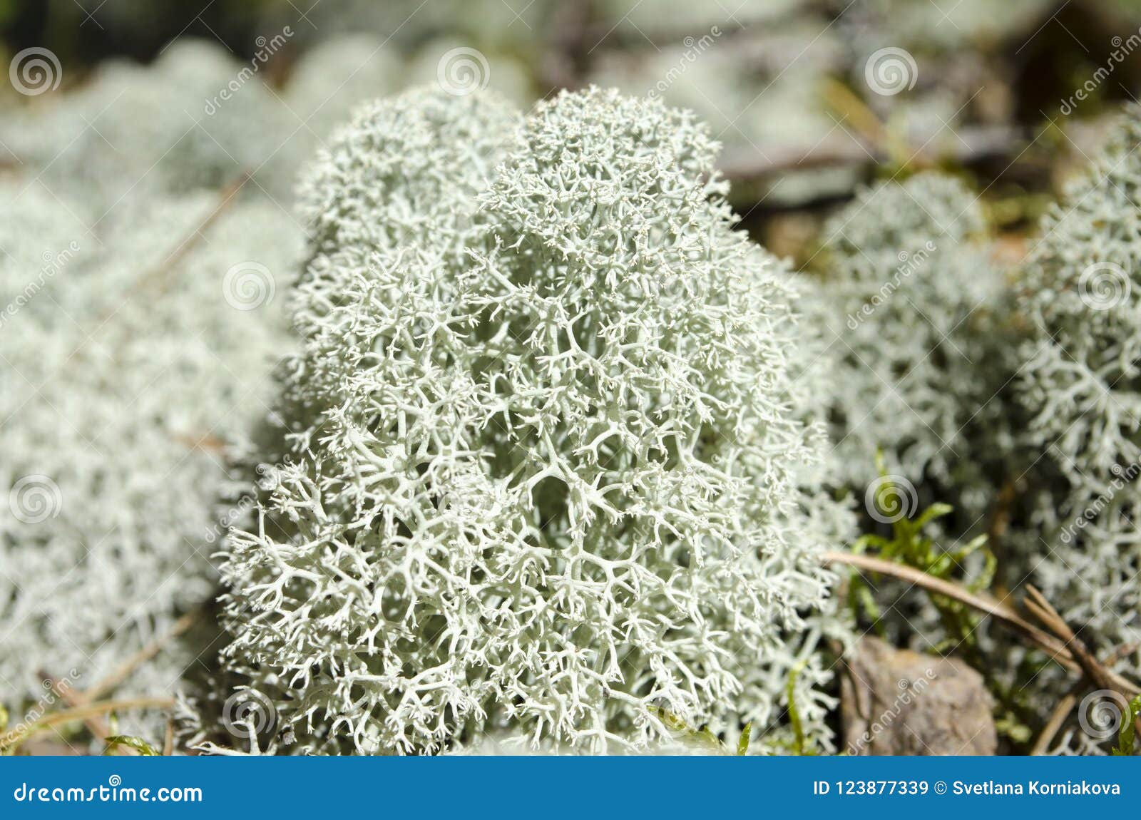 View of moss macro stock image. Image of view, natural - 123877339