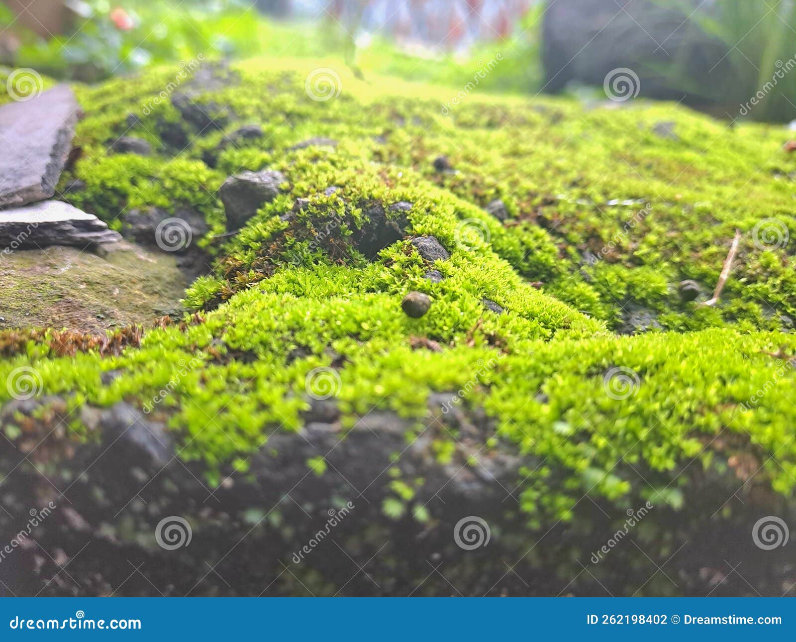 The View of the Moss Plants in the Rocks Stock Photo - Image of green ...