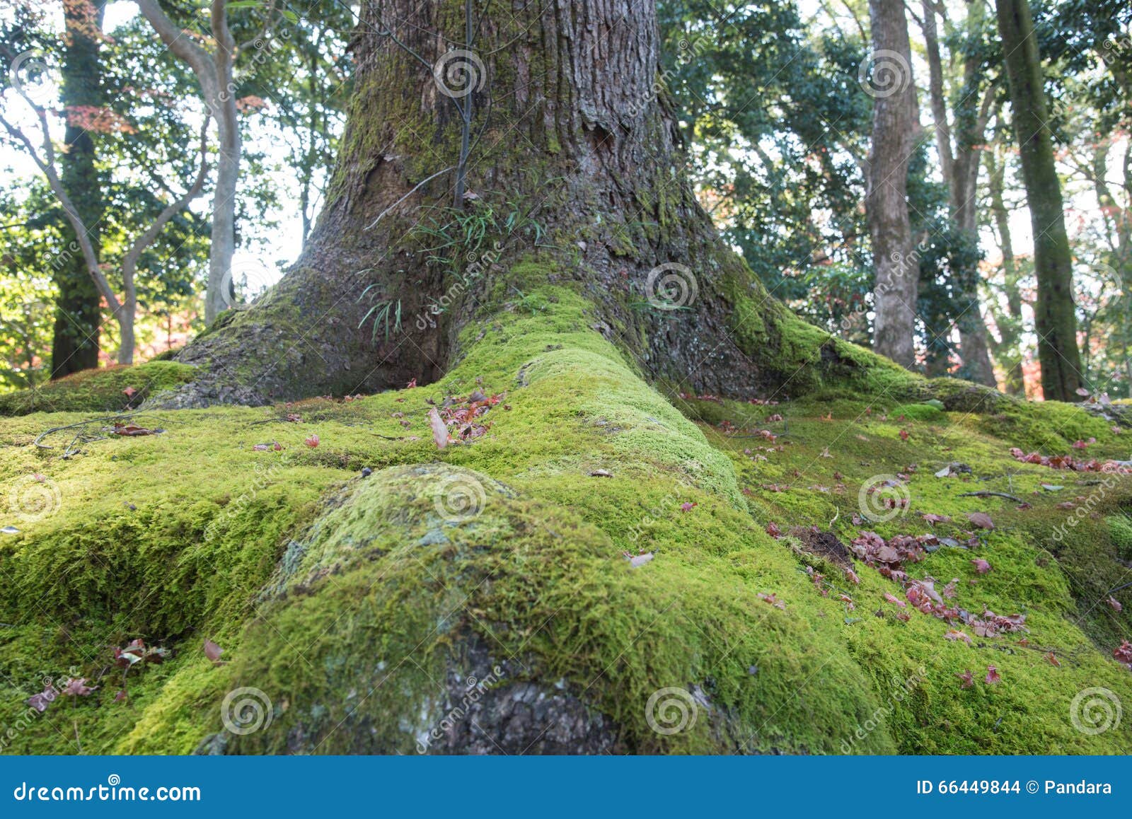 View of Moss on Root Big Tree Stock Photo - Image of tree, natural ...
