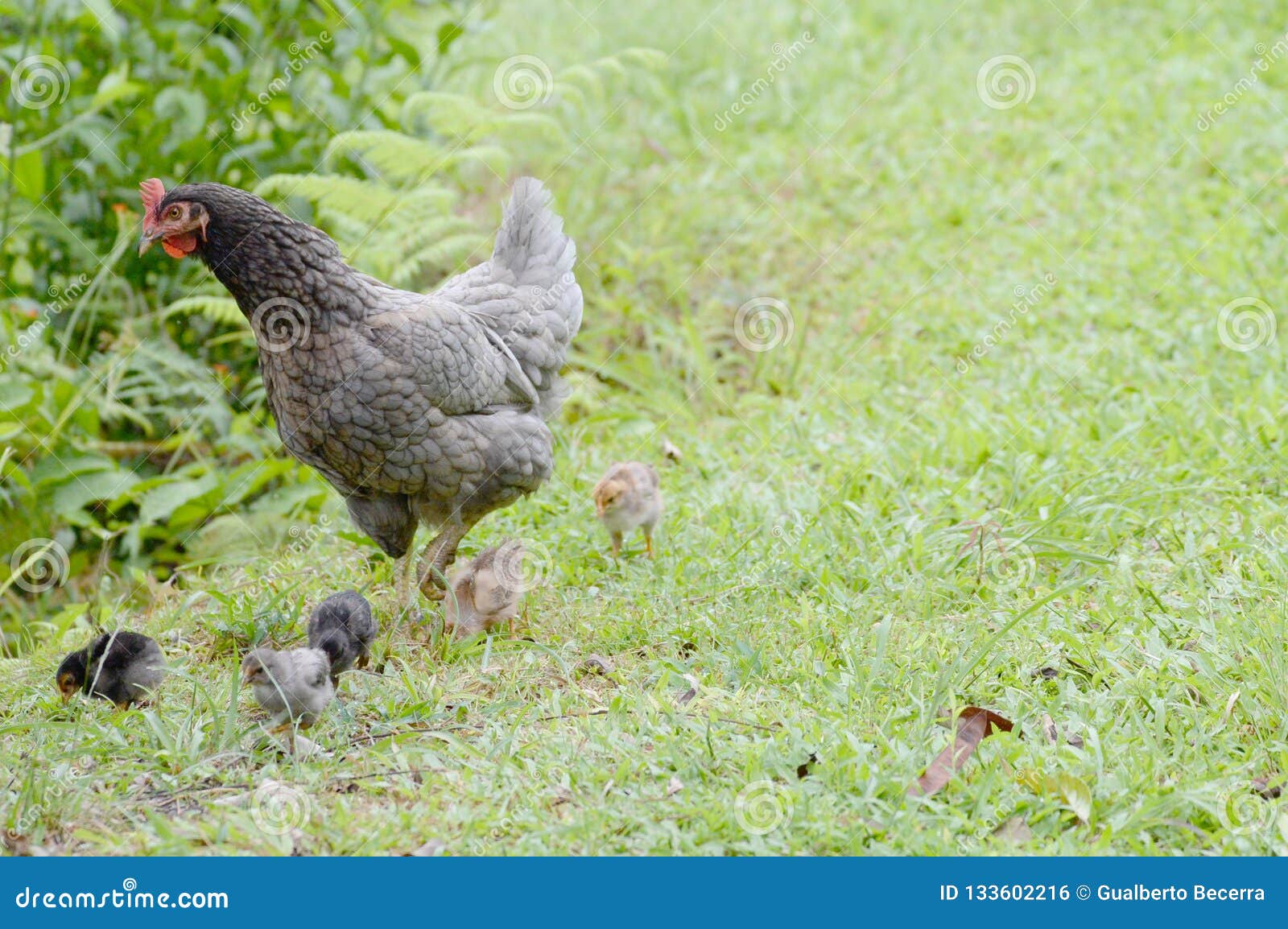 View of a Mother Hen with Several Chicks Stock Photo - Image of brown ...