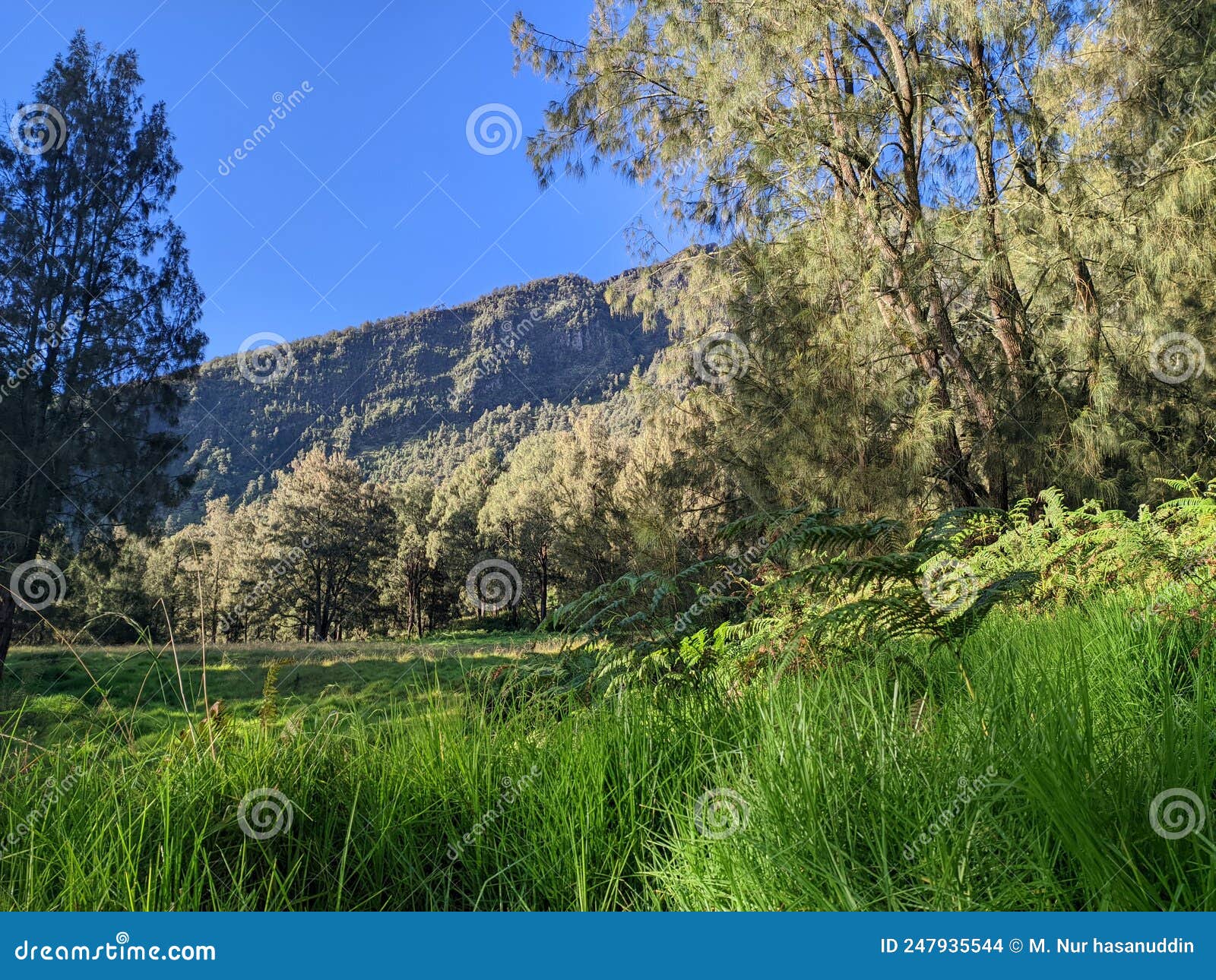 View of Mount Arjuna from Deer Valley Stock Photo - Image of tree ...