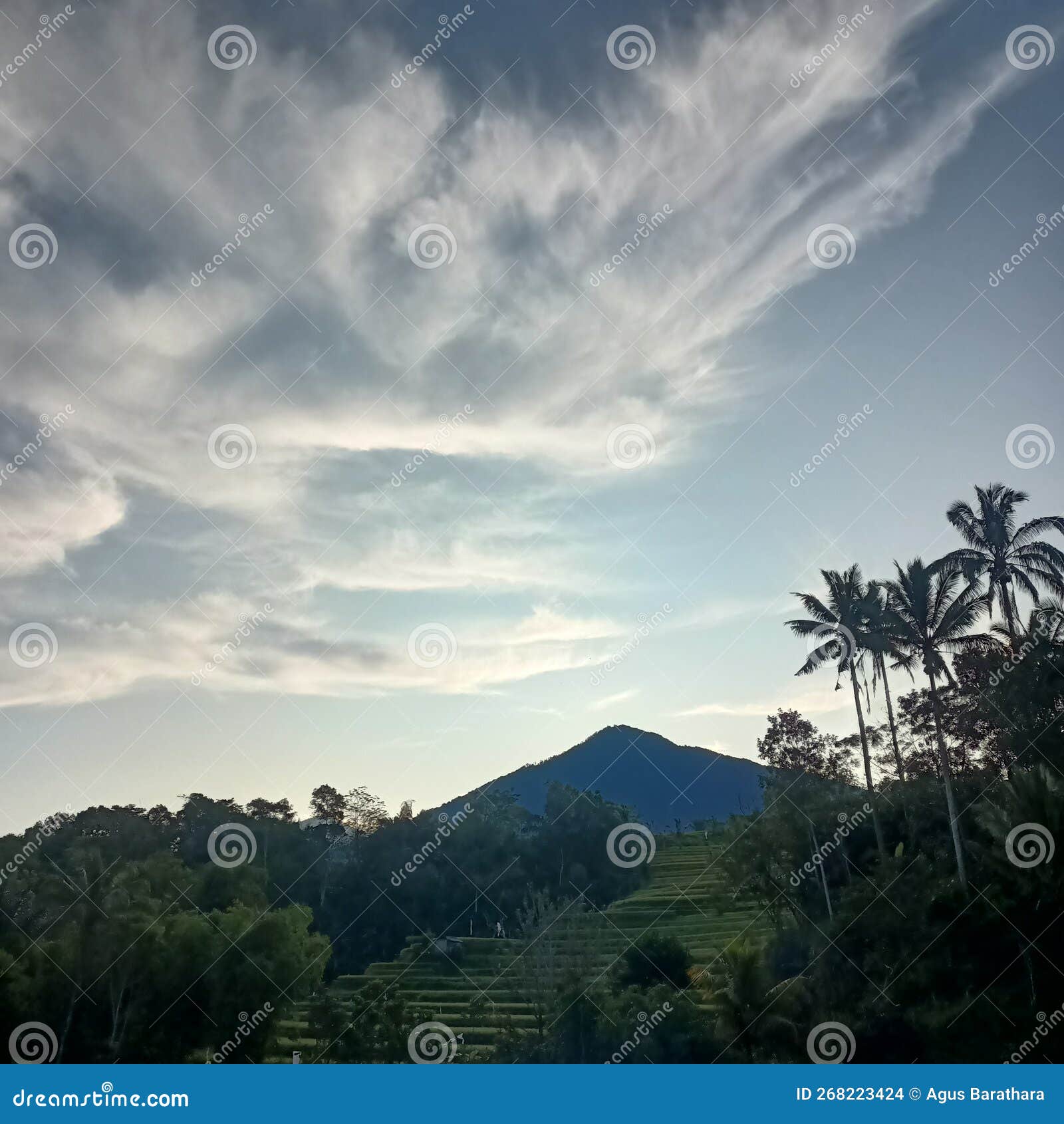 View of Mount Batukaru with Terraced Rice Fields and Coconut Trees with ...