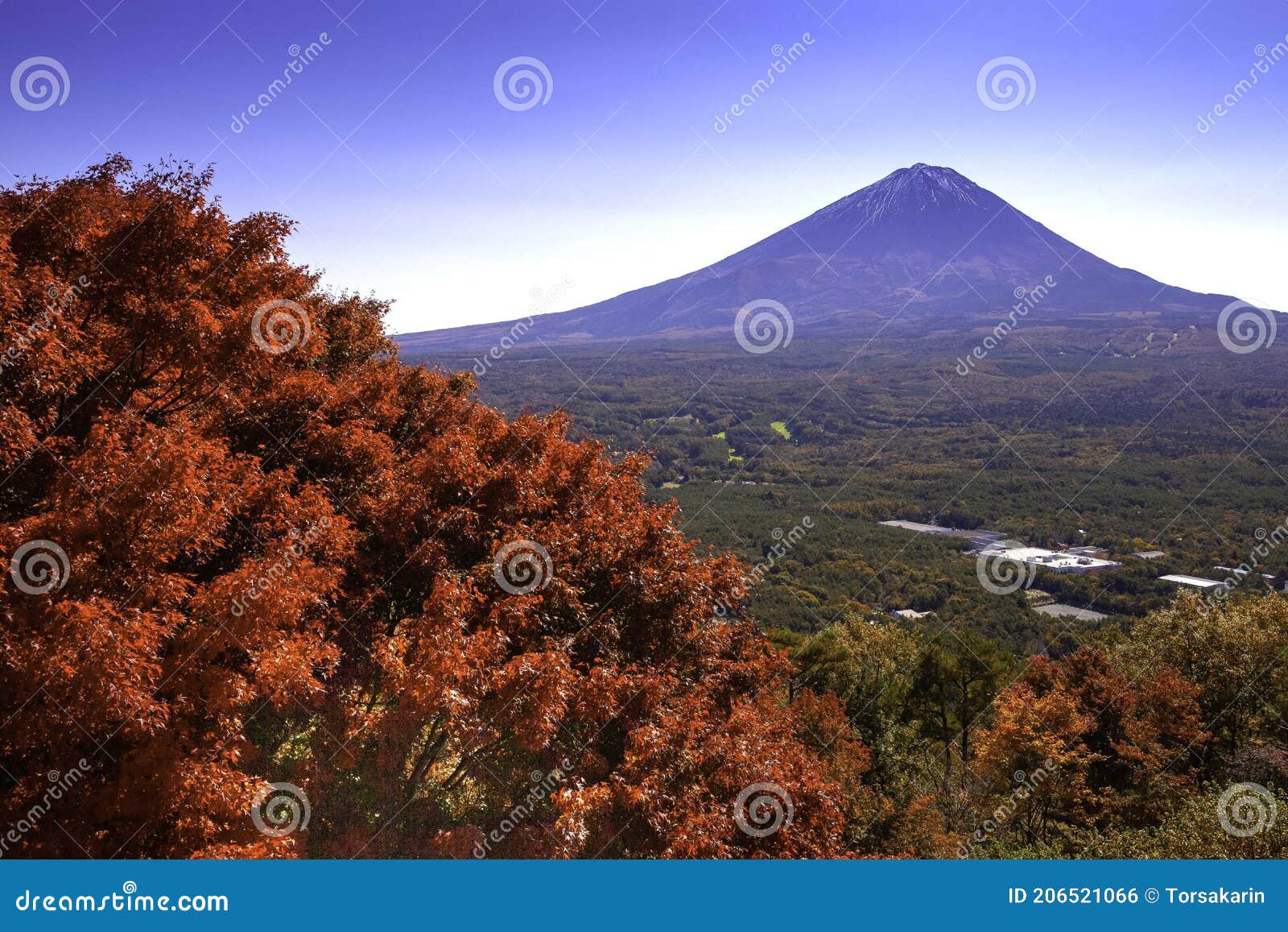 View of Mount Fuji with Large Maple Trees is Turning Red Stock Photo ...