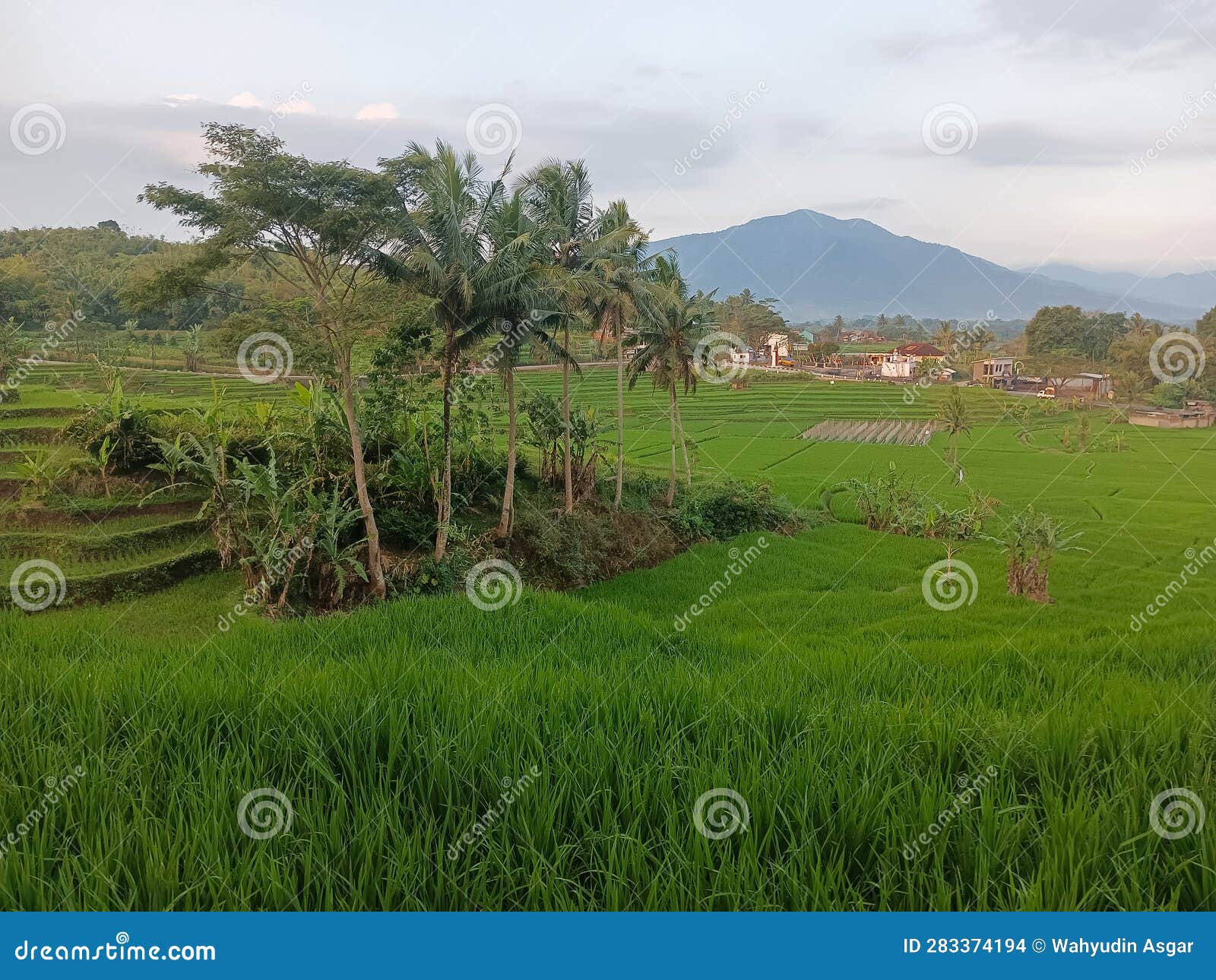 View of Mount and Rice Fields in Leuwigoong Garut on July 6 2023 Stock ...
