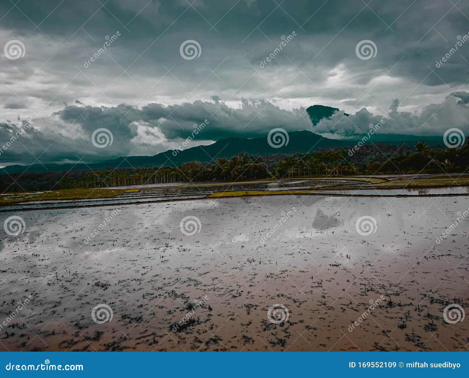 View of the Mountain with Bright Clouds and Rice Fields in Front Stock ...