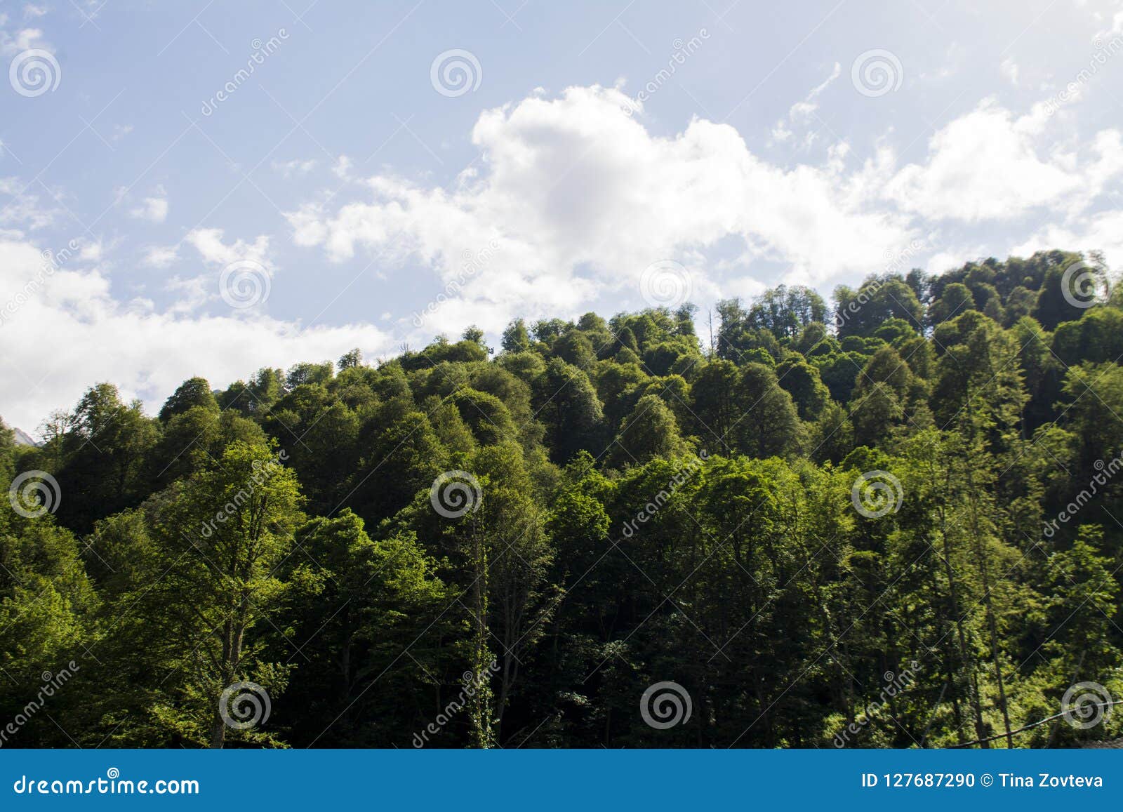 A View of the Mountain Forest Stock Photo - Image of pine, scenic ...