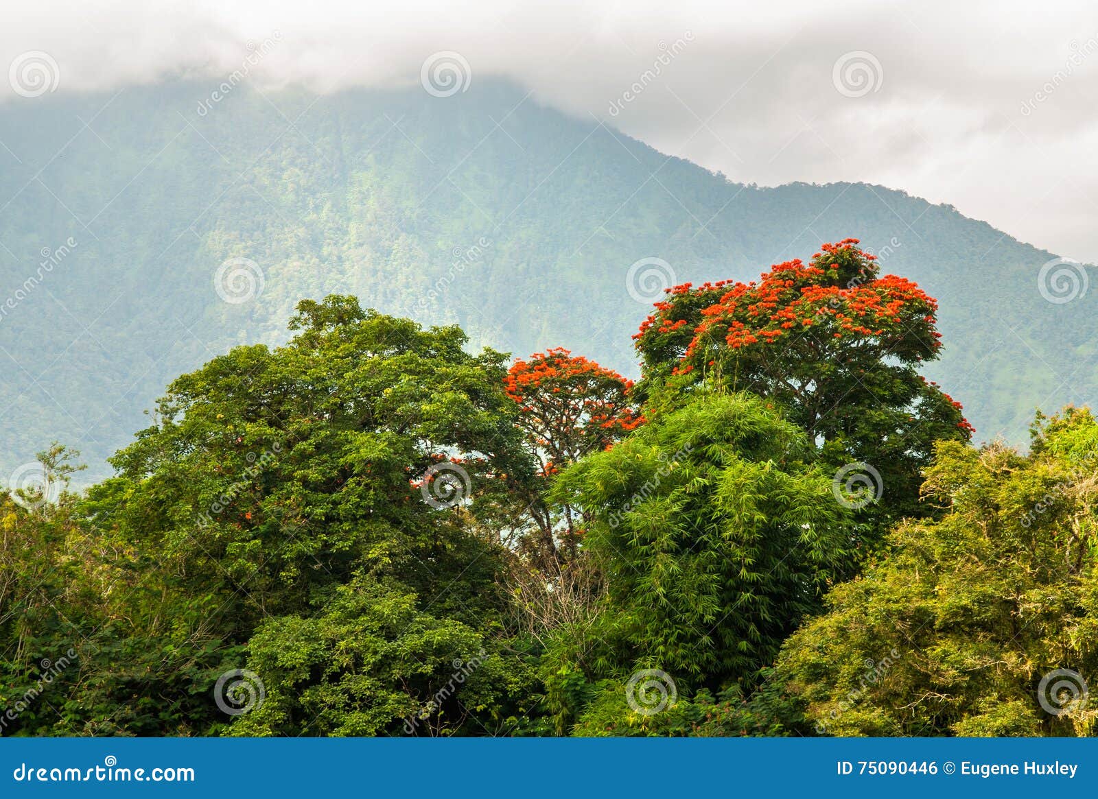 View of mountain forest stock photo. Image of background - 75090446