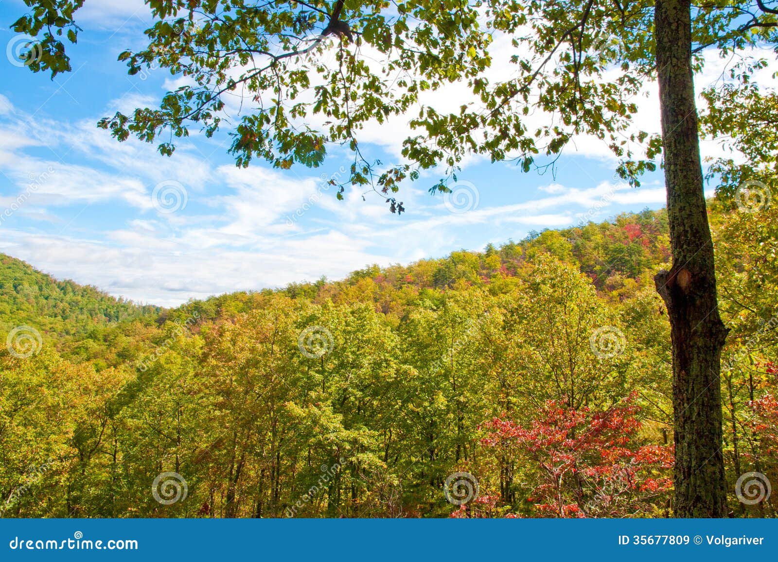 View of Mountain Forest at Sunny Day. Stock Image - Image of spruce ...