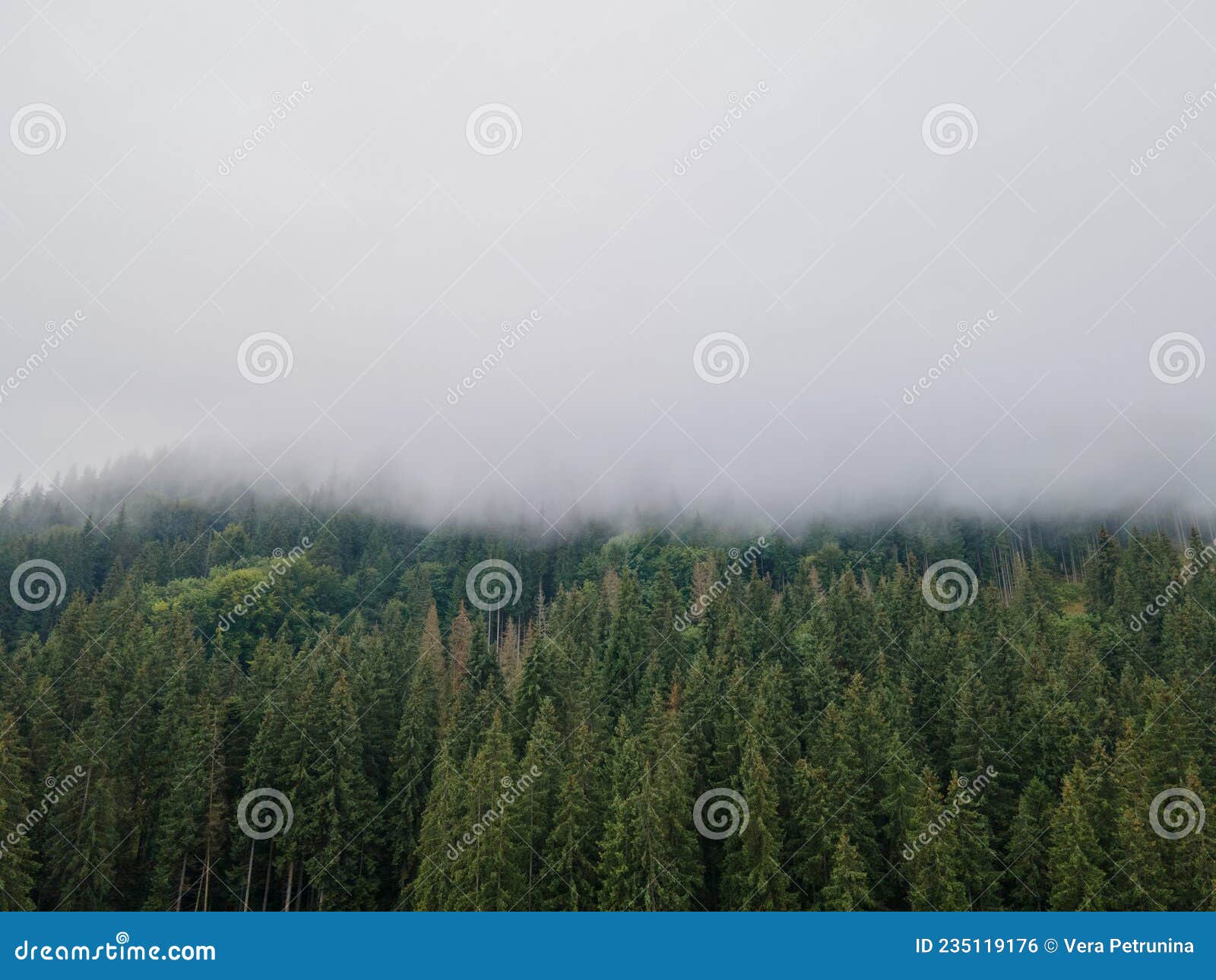 View of Mountain Pine Tree Forest Mist Clouds in Top Stock Photo ...