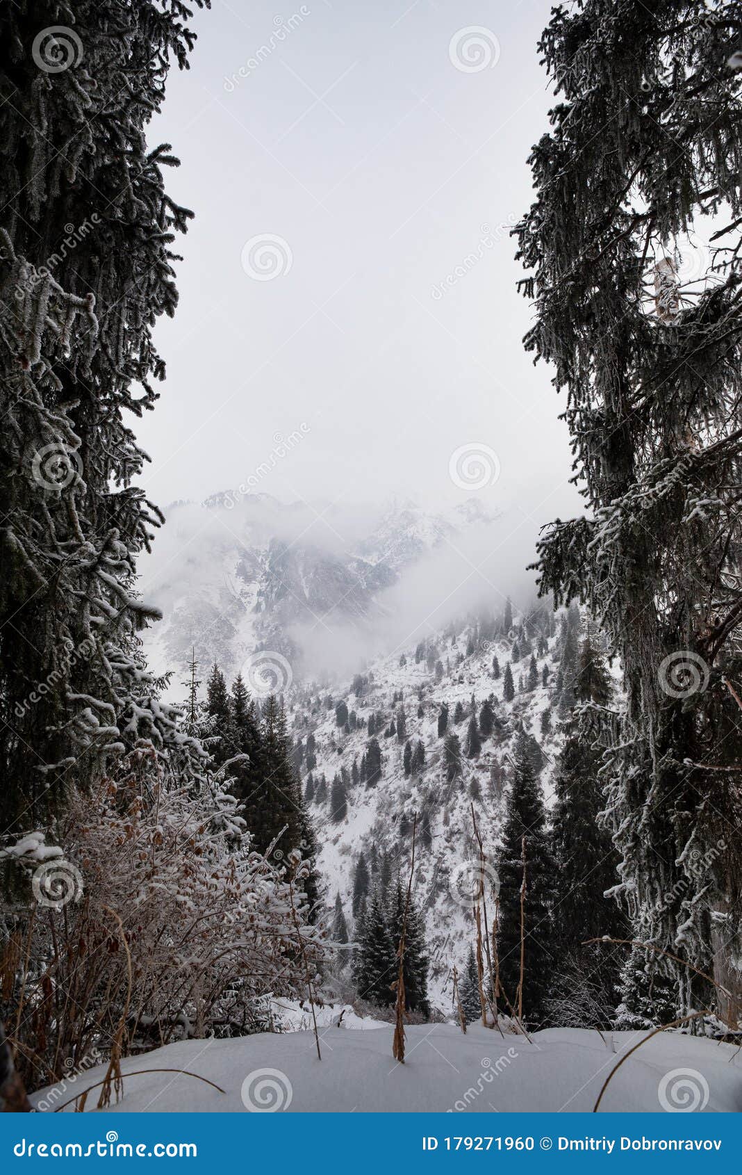 View of the Mountain through the Pine Trees Stock Photo - Image of ...