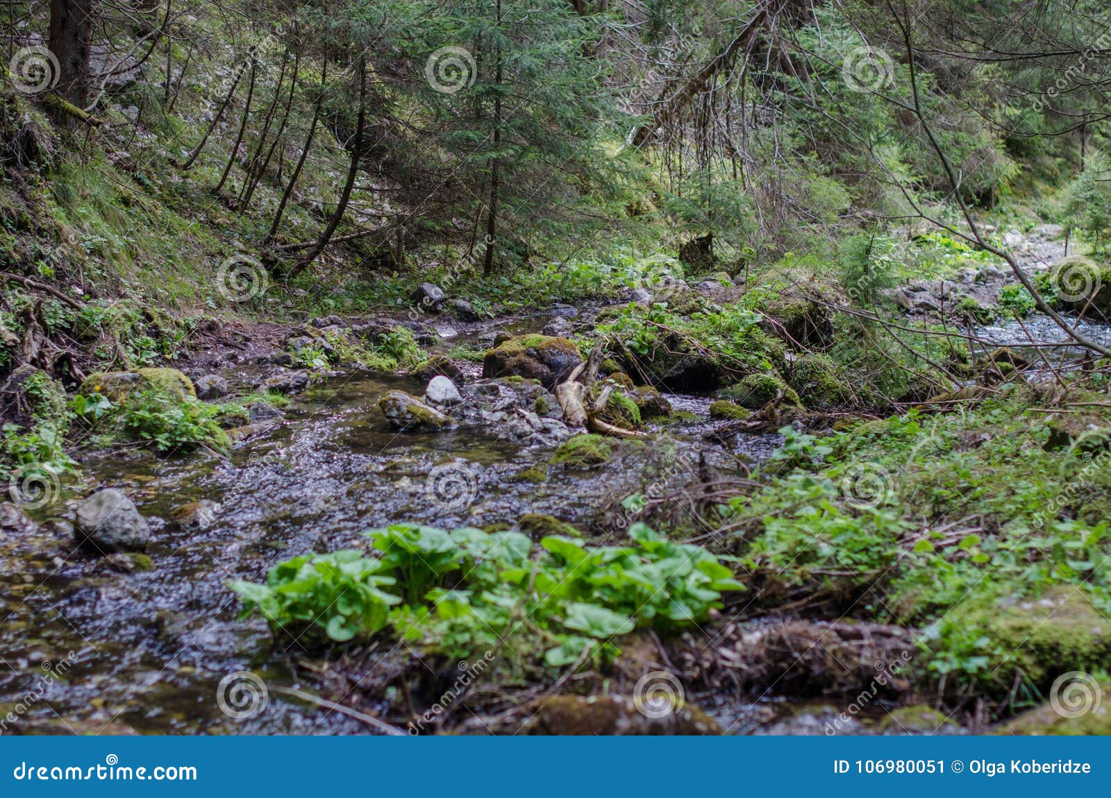 View of Mountain River in Early Spring, in Slovakia Stock Image - Image ...