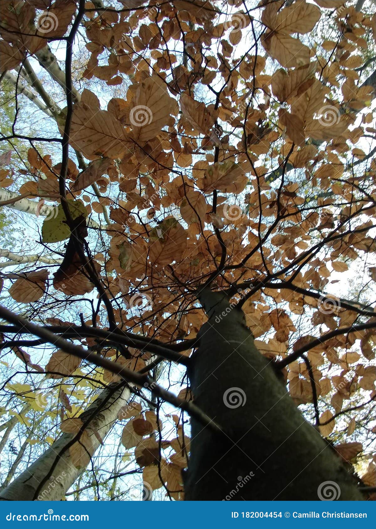 The view of the mouse. stock photo. Image of view, nature - 182004454