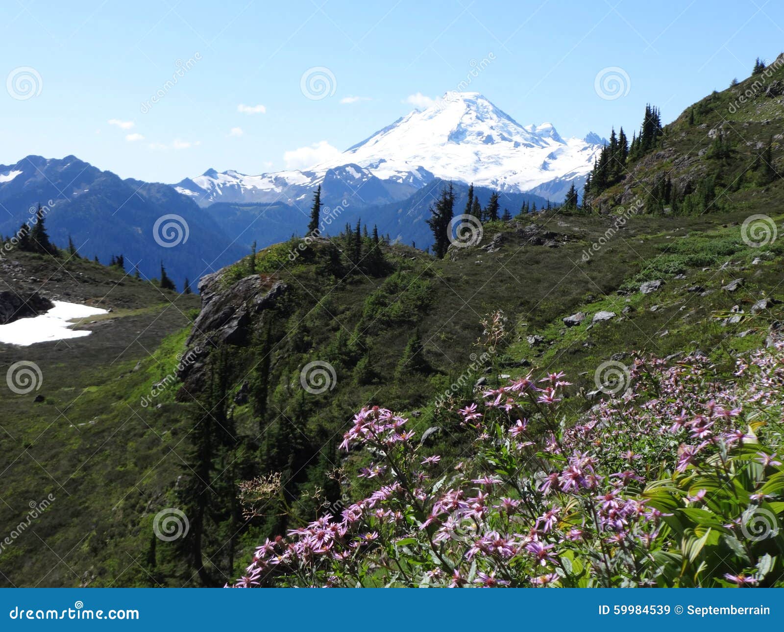 A View of Mt. Baker and Meadows Stock Image - Image of butterfly ...