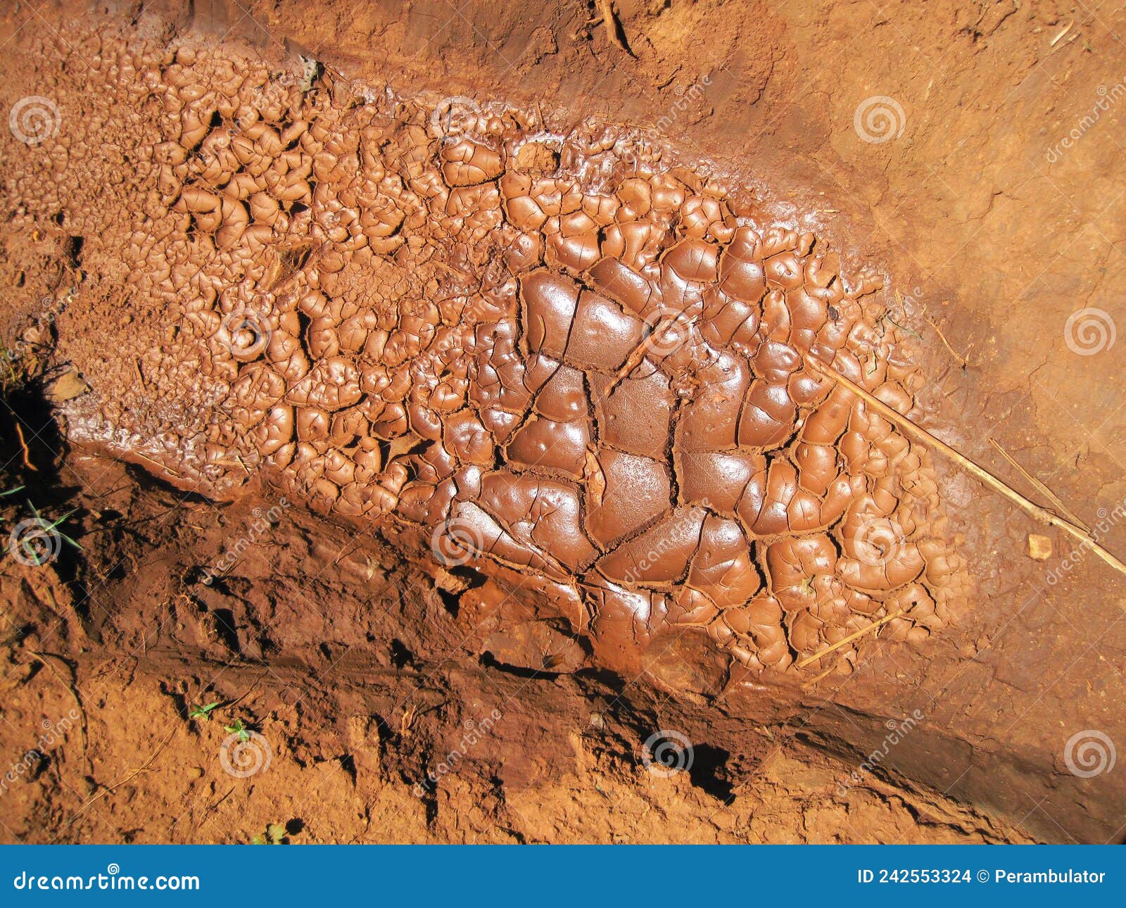 MOIST MUD in the PROCESS of CRACKING UP and DRYING OUT Stock Photo ...