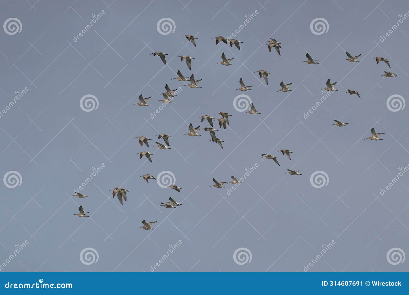 View of Multiple Curlew Flock Flying in the Sky Stock Image - Image of ...