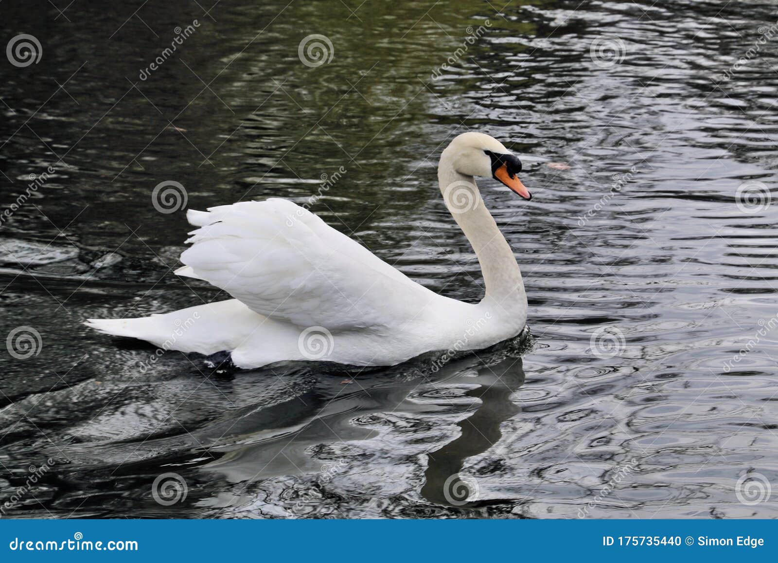A view of a Mute Swan stock photo. Image of geese, mute - 175735440