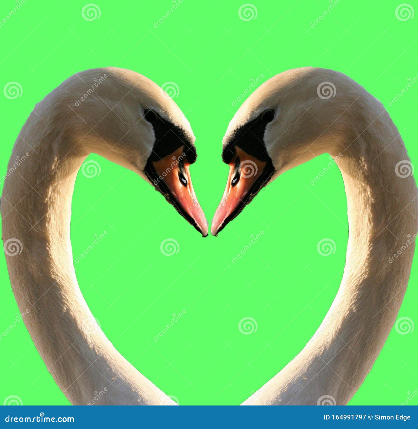 A View of a Mute Swan Reflected Stock Image - Image of hearts, bird ...