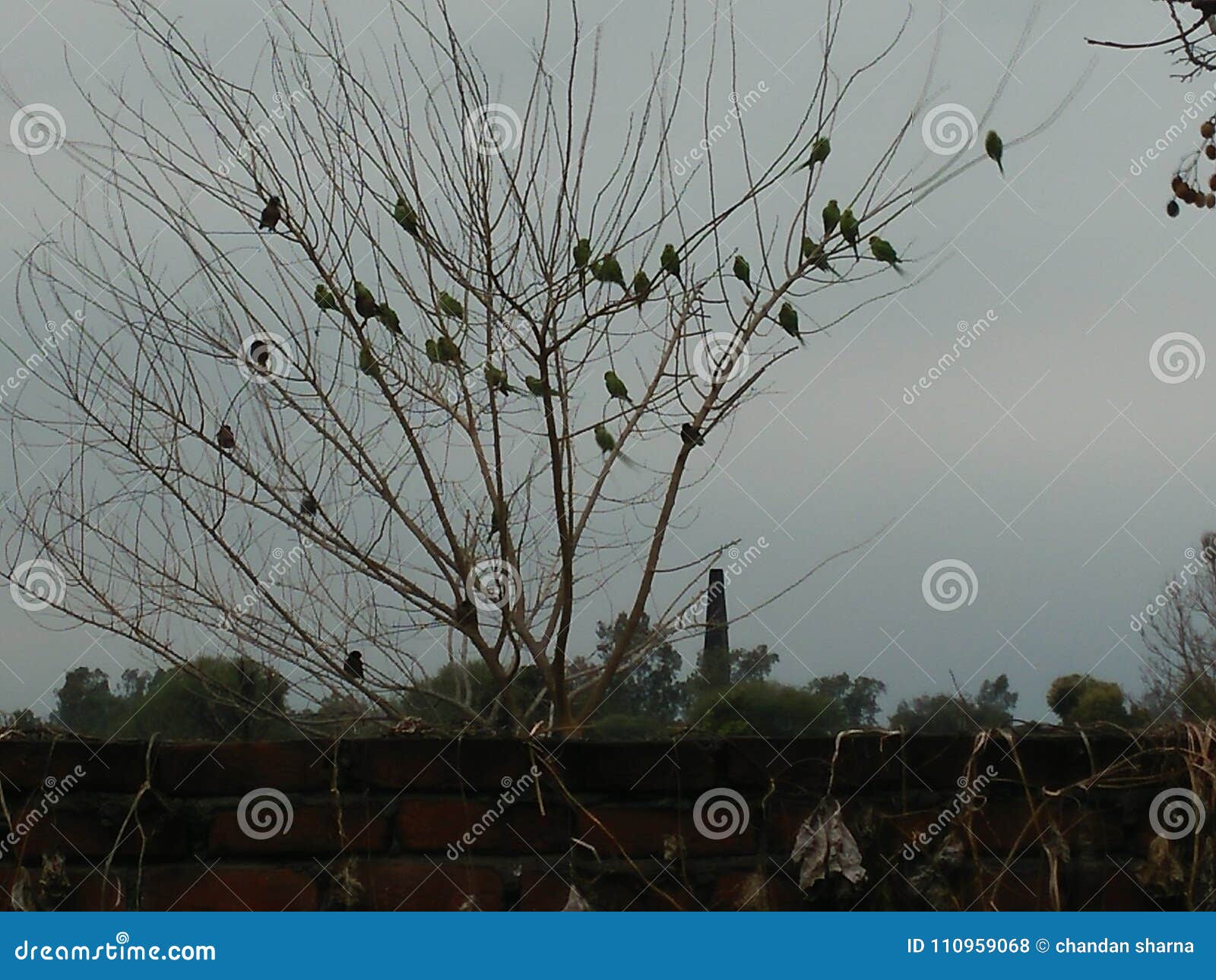 1,237 Sad Birds Photos - Free & Royalty-Free Stock Photos from Dreamstime