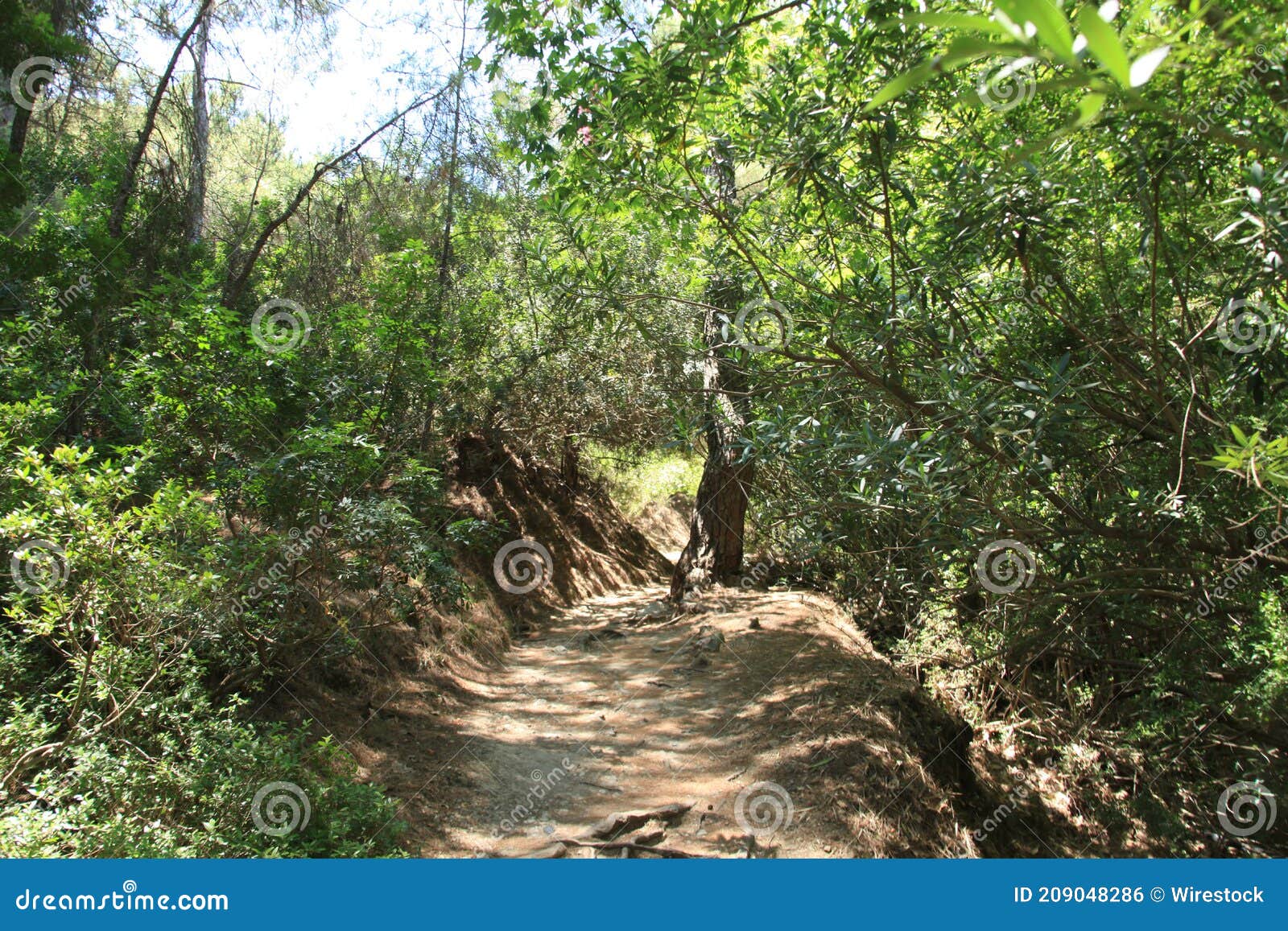 View of the Na Pathway in the Forest Stock Photo - Image of summer ...