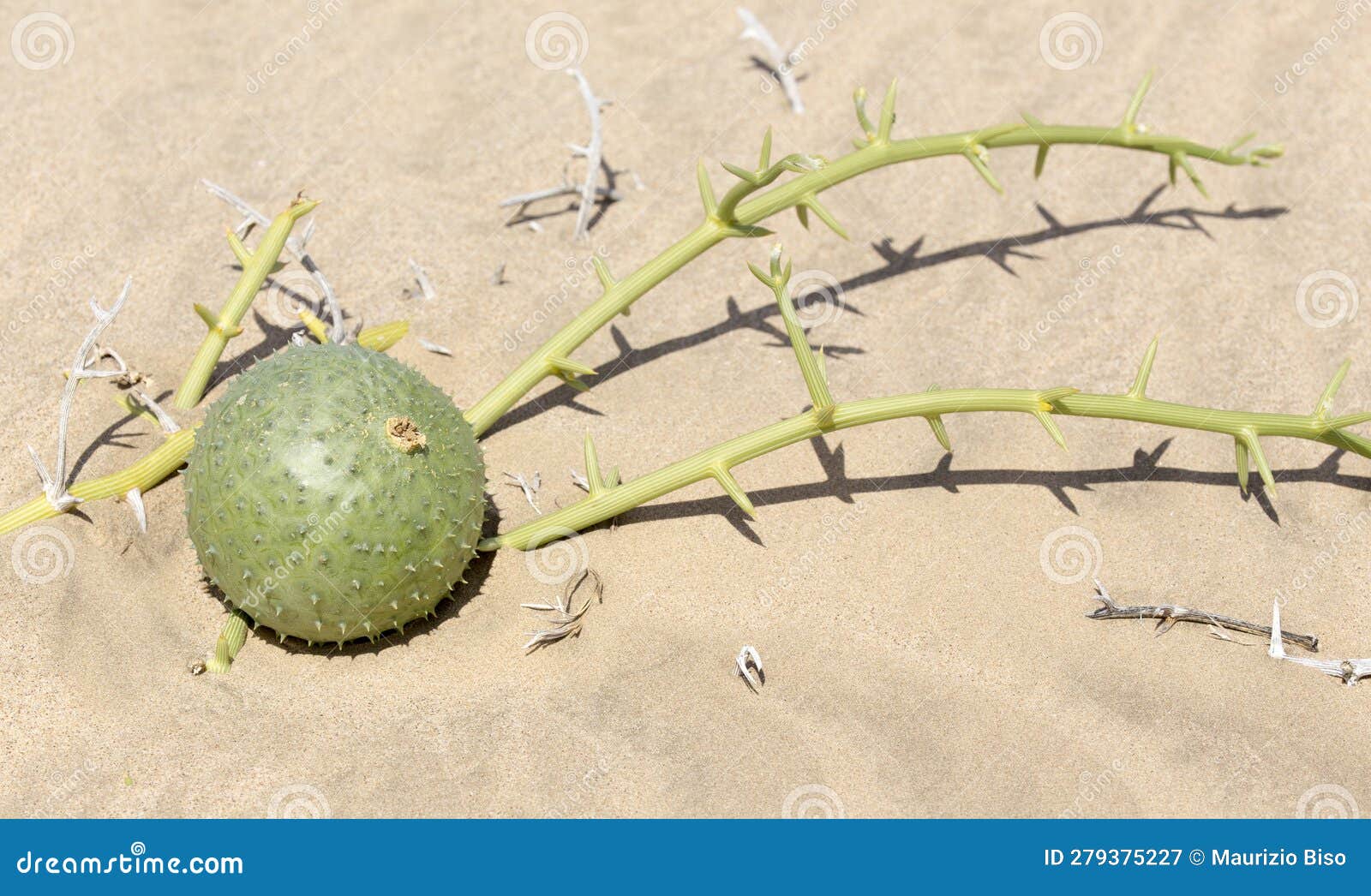 View of a Nara Fruit in the Desert Stock Image - Image of plant, fruit ...