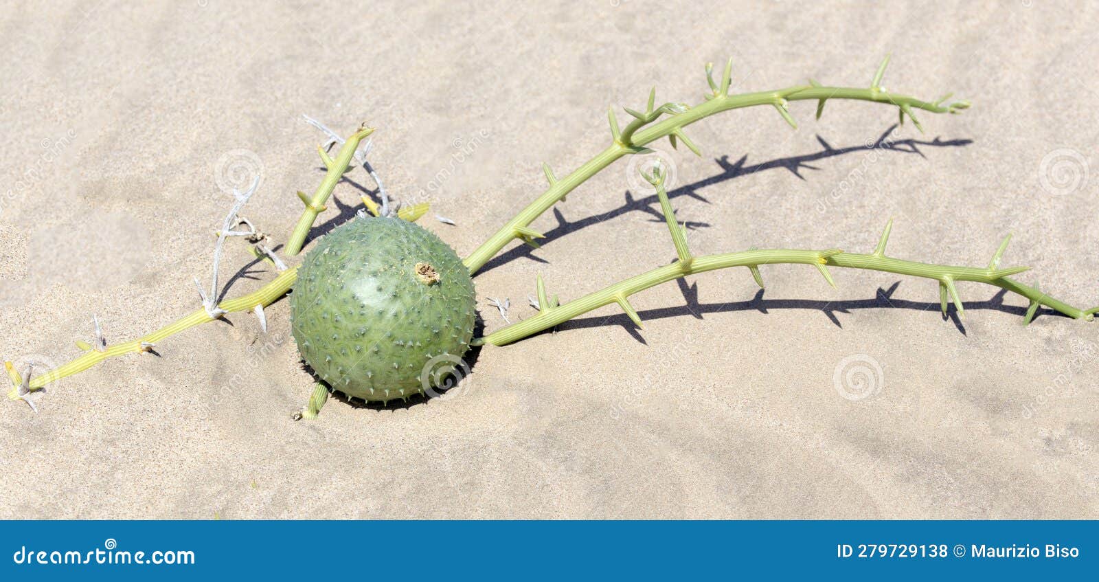 View of a Nara Fruit in the Desert Stock Photo - Image of beautiful ...