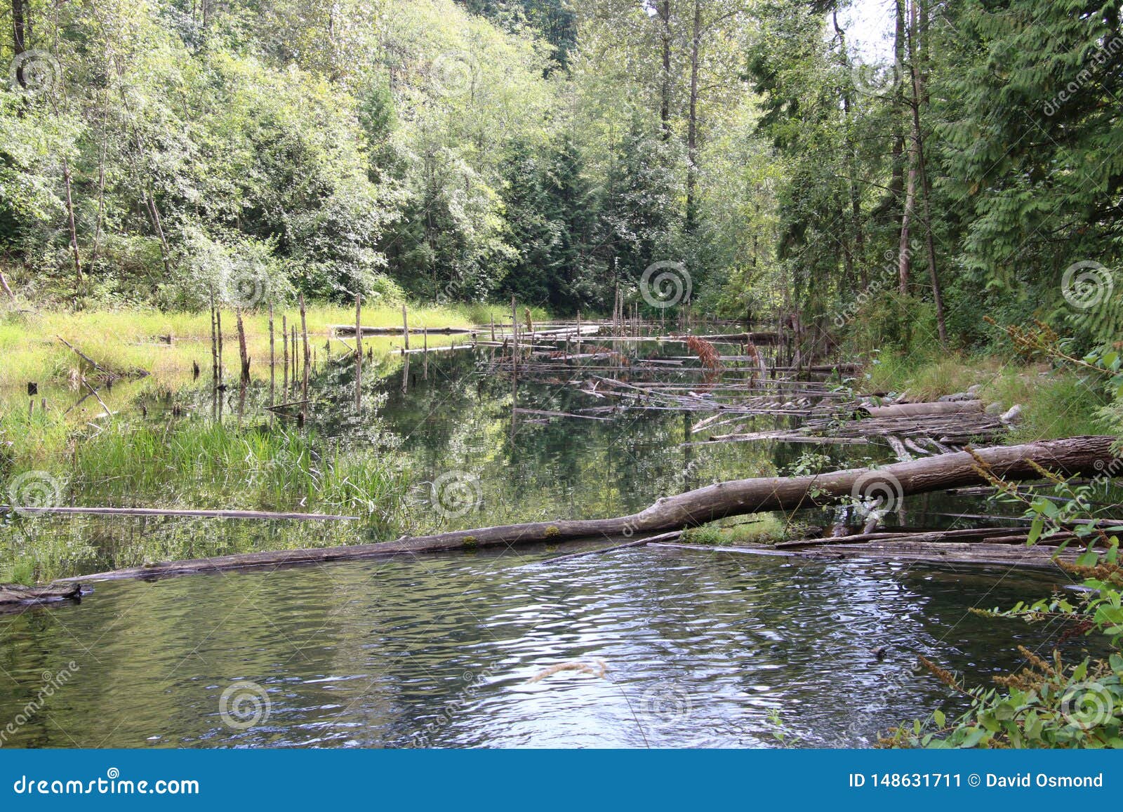 A View of a Narrow Pond with Dead Trees Stock Image - Image of park ...