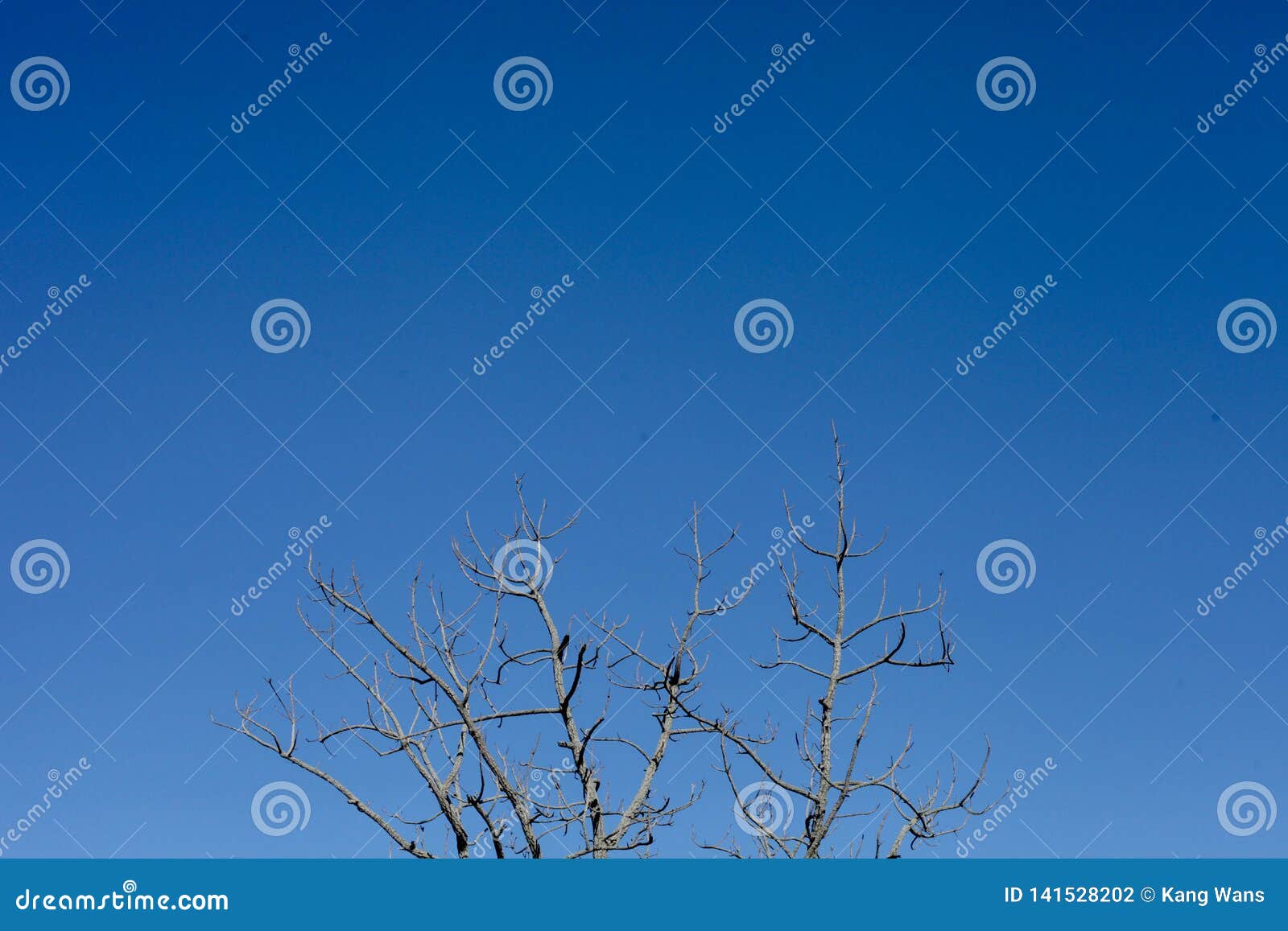 View of natural branches stock photo. Image of garbage - 141528202