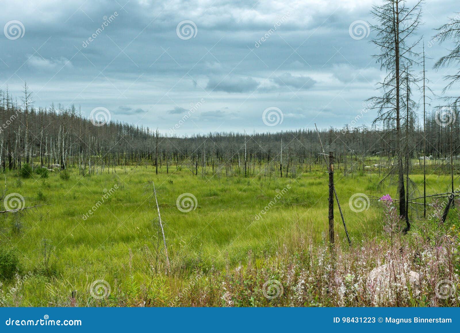 View of Nature Recovering from a Forest Fire Stock Image - Image of ...