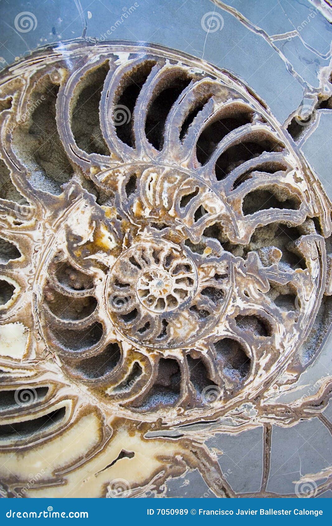View of a nautilus shell stock image. Image of animal - 7050989