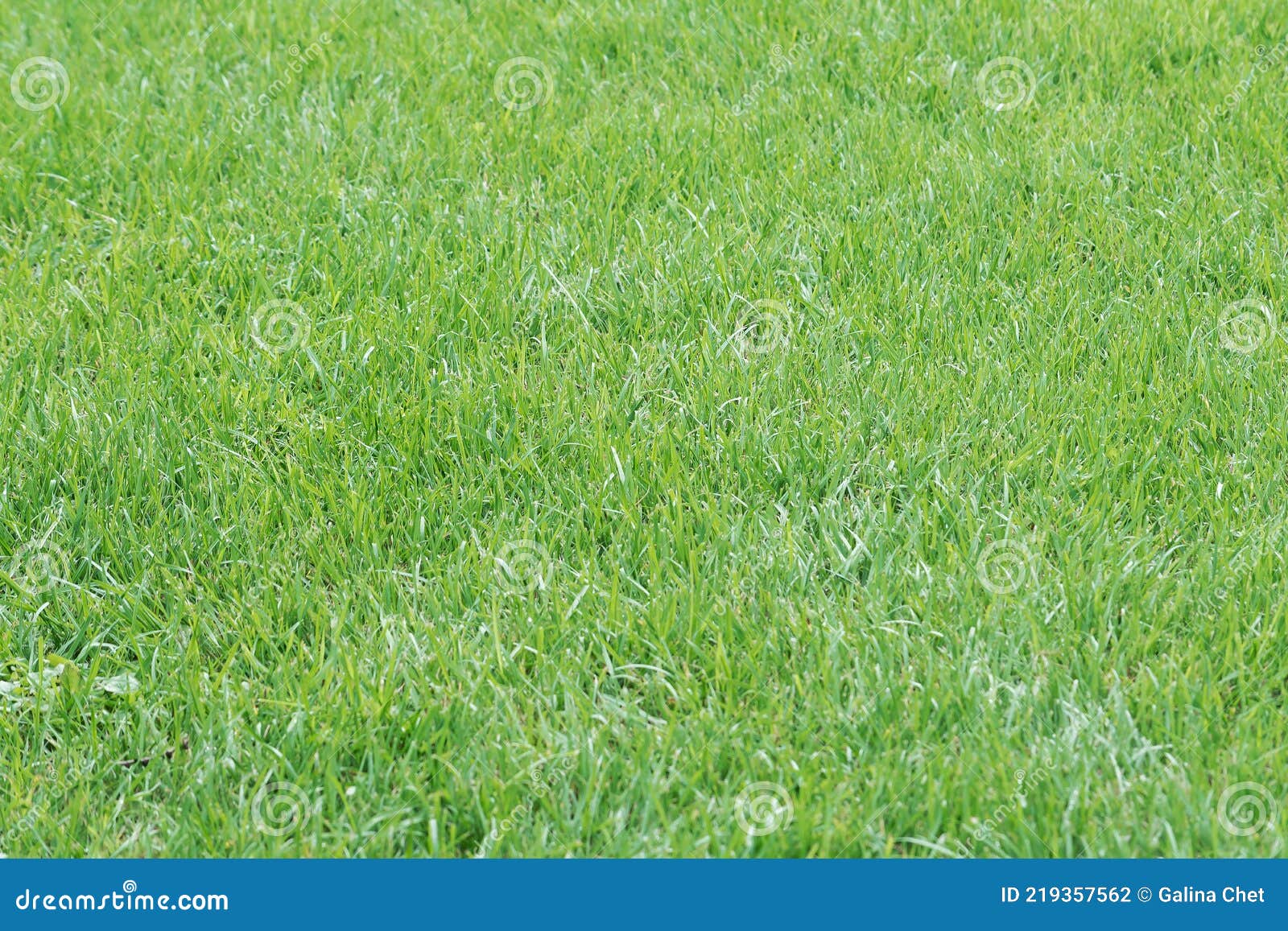 View of a Neatly Mowed Green Lawn Stock Photo - Image of yard ...