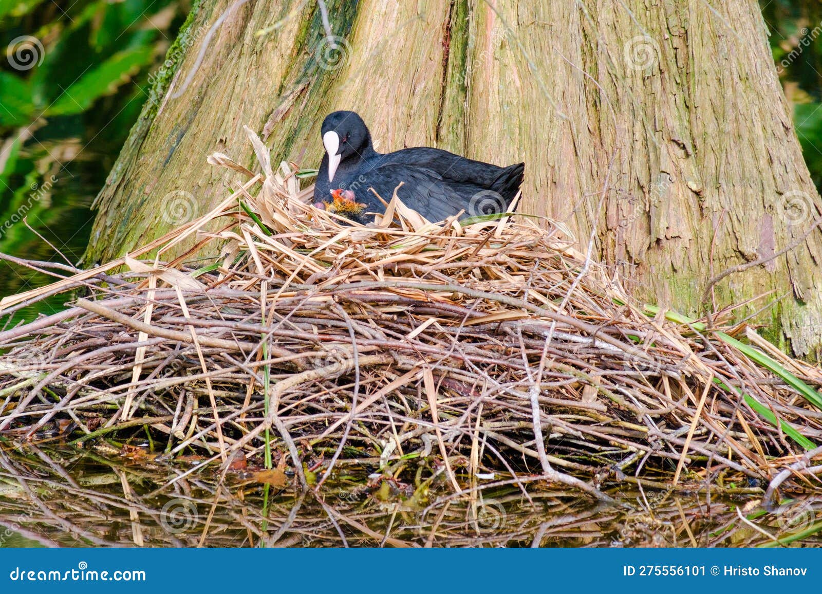 View of the Nest with Black Coot Birds in Nature Stock Image - Image of ...
