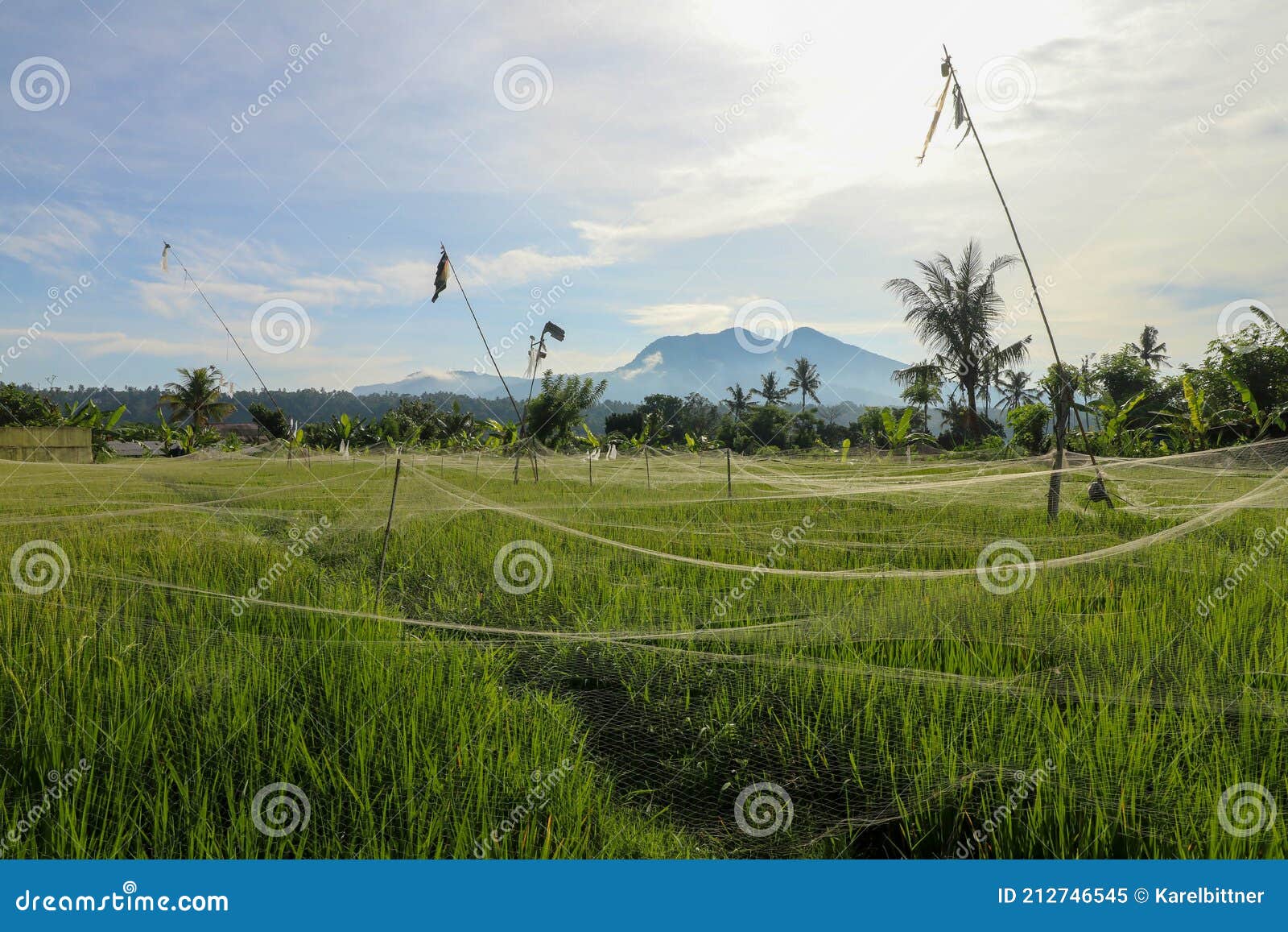 View of the Nets Above the Rice Fields To Prevent Insect Attacks so ...
