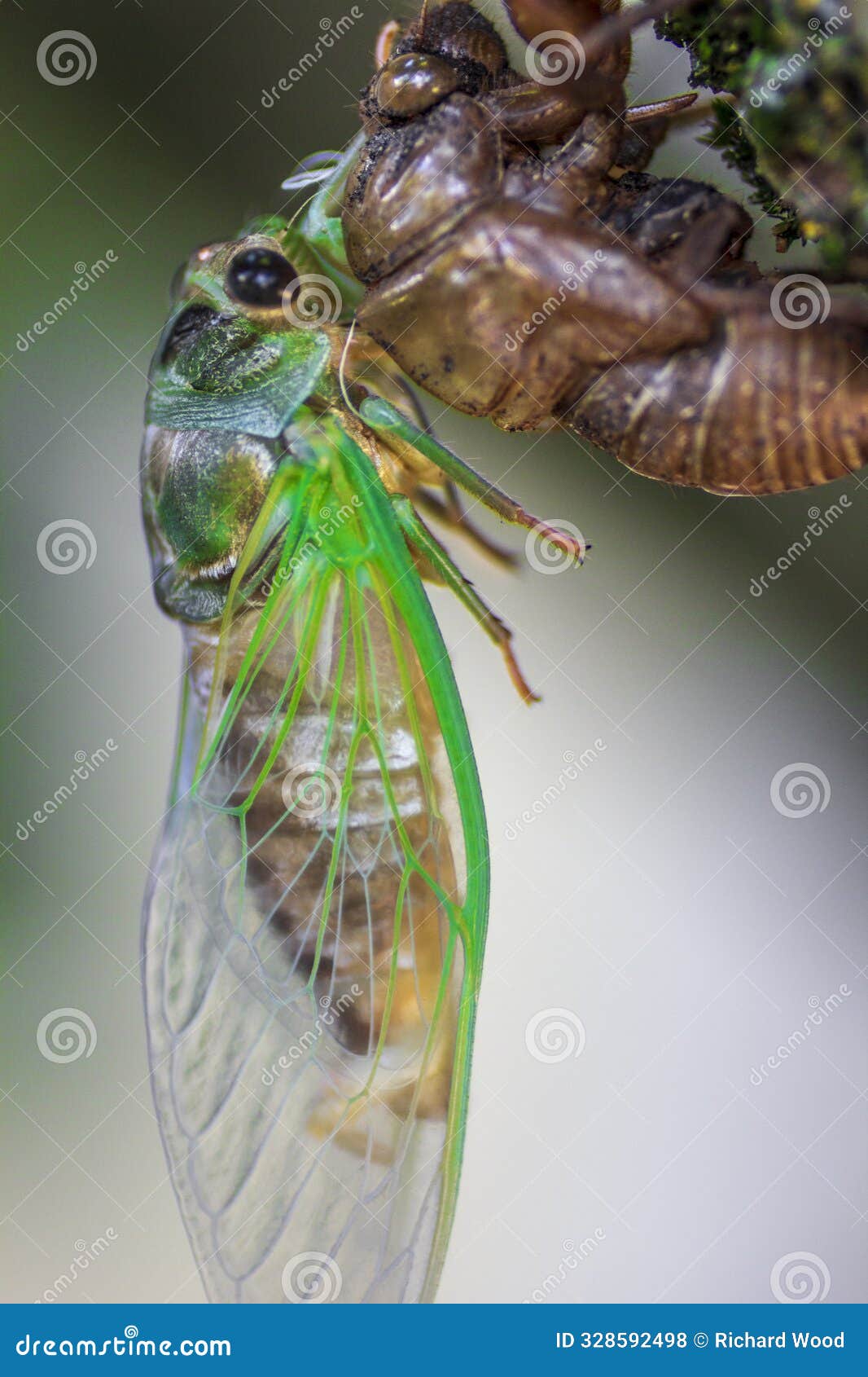 Newly Molted Cicada on a Tree Stock Photo - Image of creature, body ...