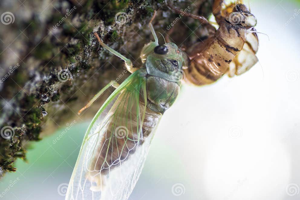 Newly Molted Cicada on a Tree Stock Image - Image of brood, cicadidae ...