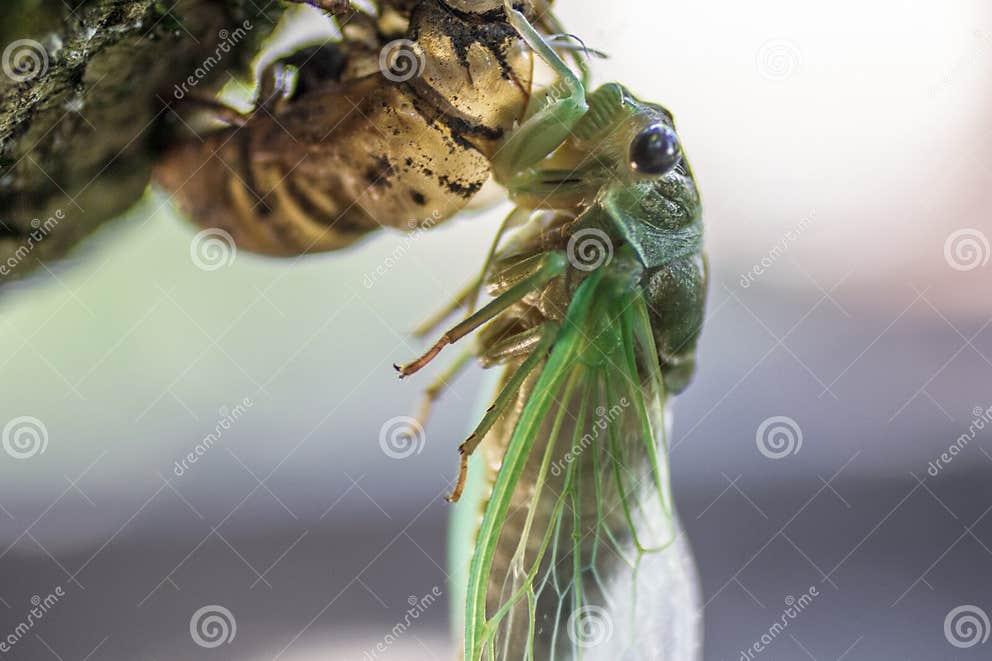 Newly Molted Cicada on a Tree Stock Image - Image of brood, locust ...