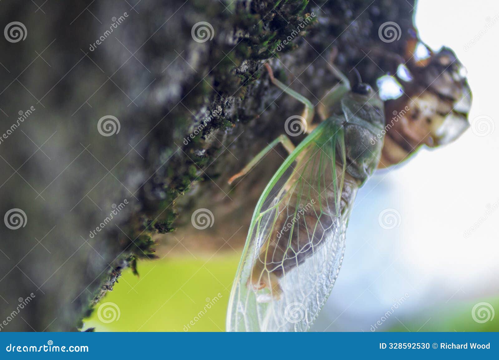 Newly Molted Cicada on a Tree Stock Photo - Image of invertebrate ...