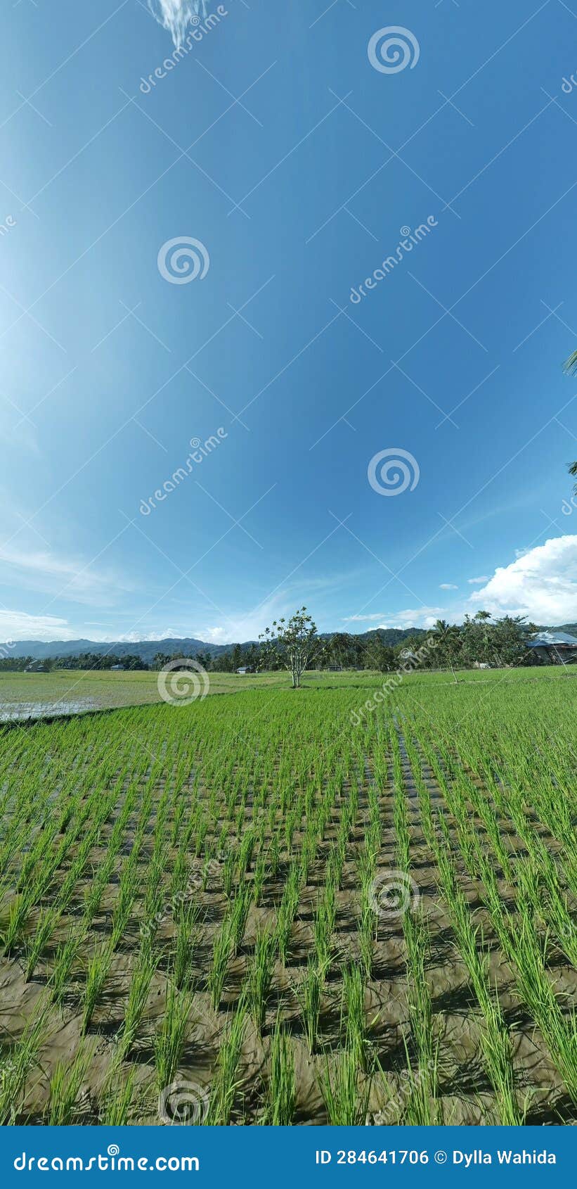 View of Newly Planted Rice. Stock Photo - Image of three, pasture ...