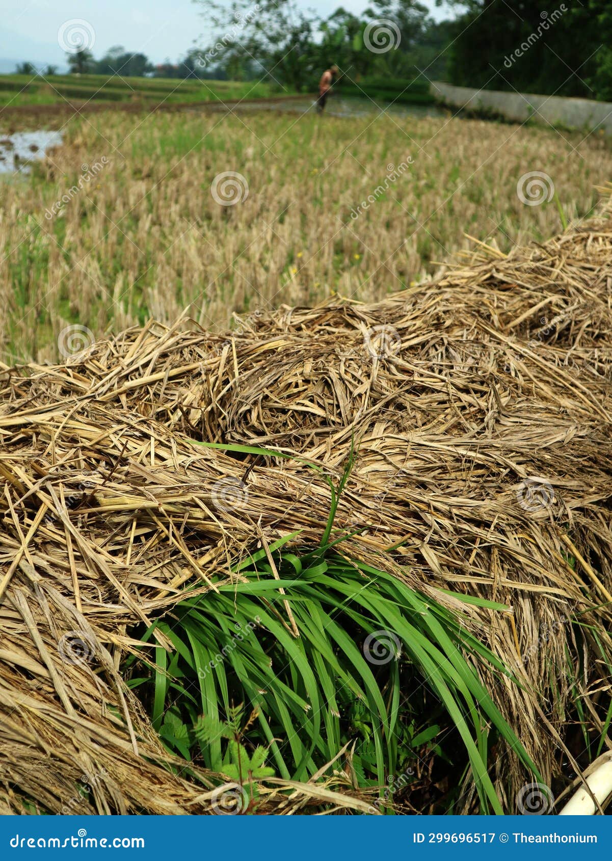 View of Rice Farming Fields in Indonesia Stock Image - Image of nature ...