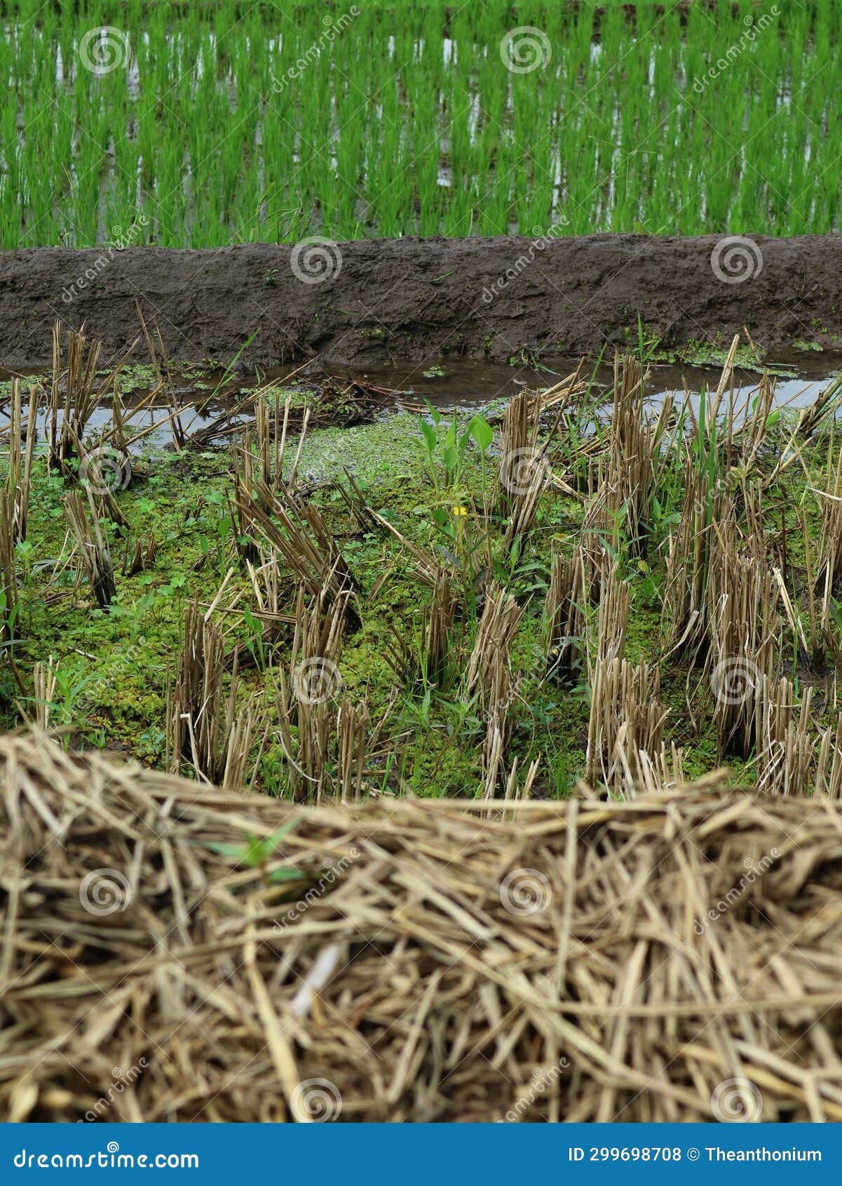 View of Rice Farming Fields in Indonesia Stock Photo - Image of planted ...