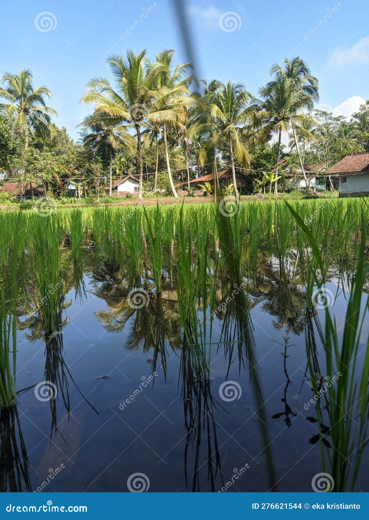View of Newly Planted Rice Fields Stock Photo - Image of flower, garden ...