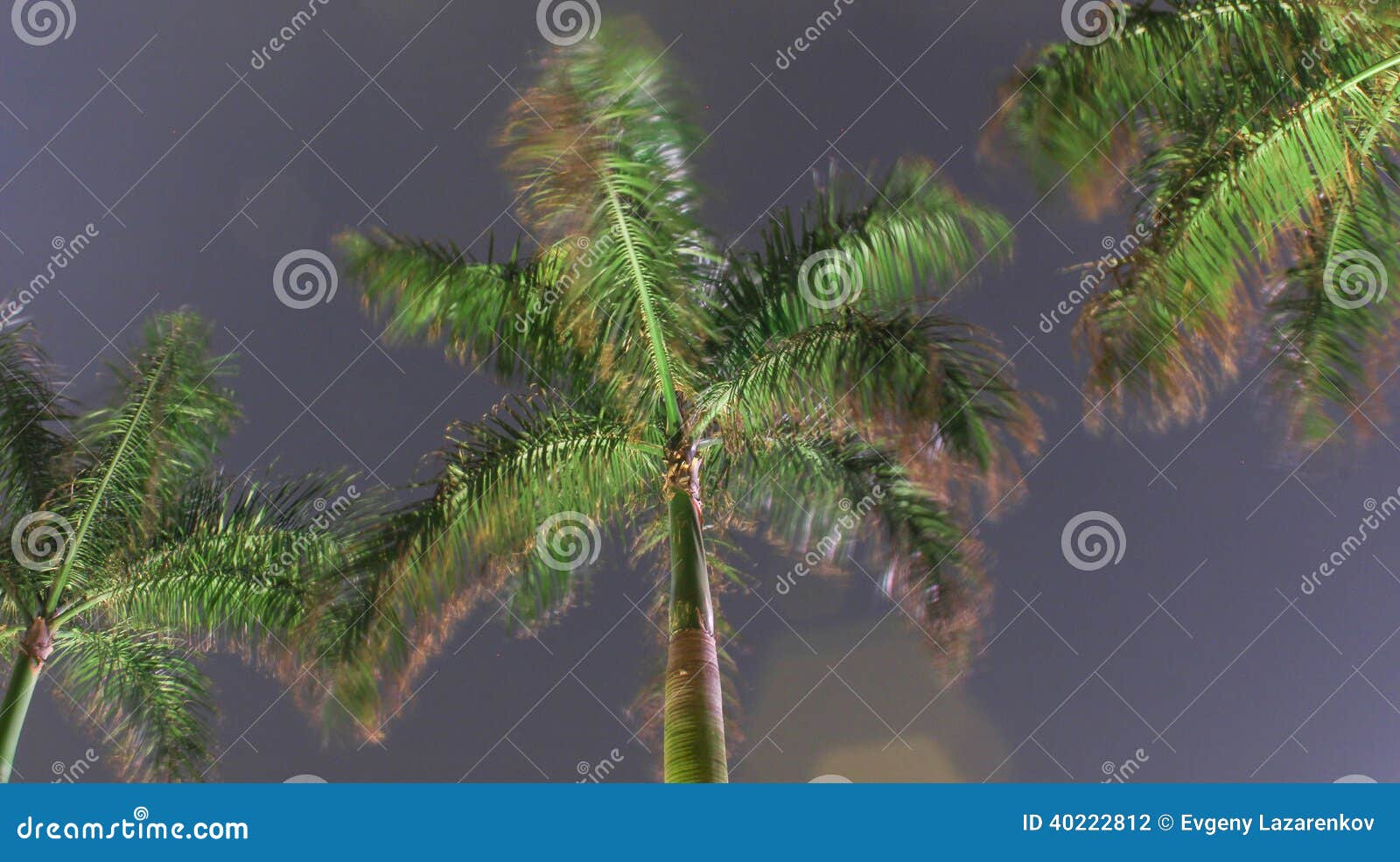 View of night palm tree stock photo. Image of asian, cultivation - 40222812