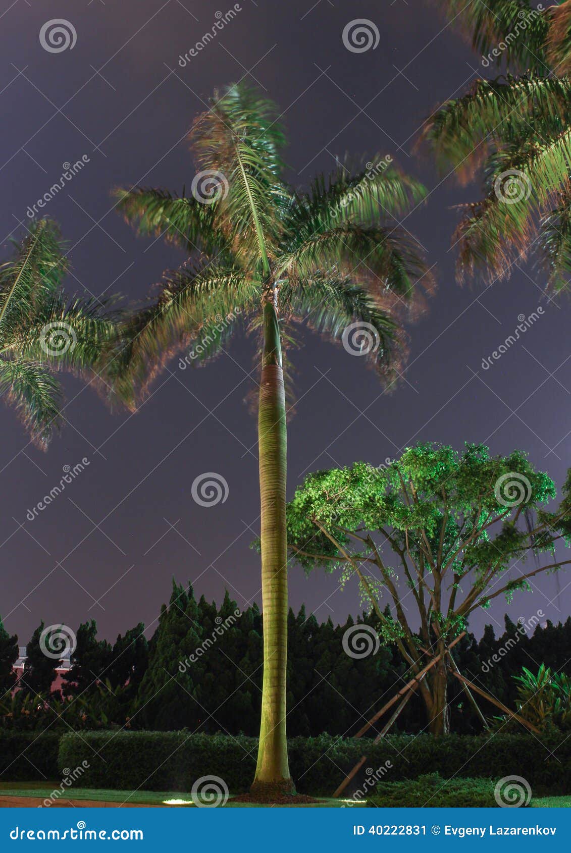 View of night palm tree stock image. Image of china, planting - 40222831
