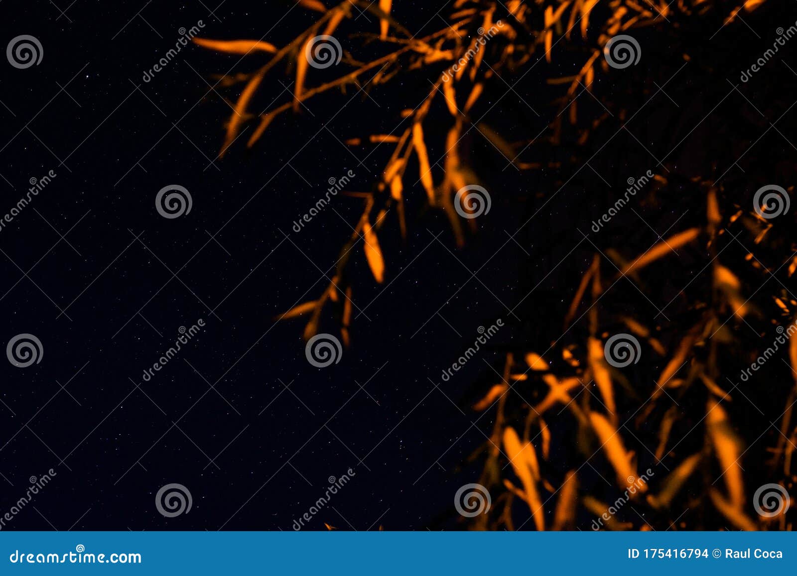 View of the Night Sky Stars through the Branches of a Tree Stock Photo ...